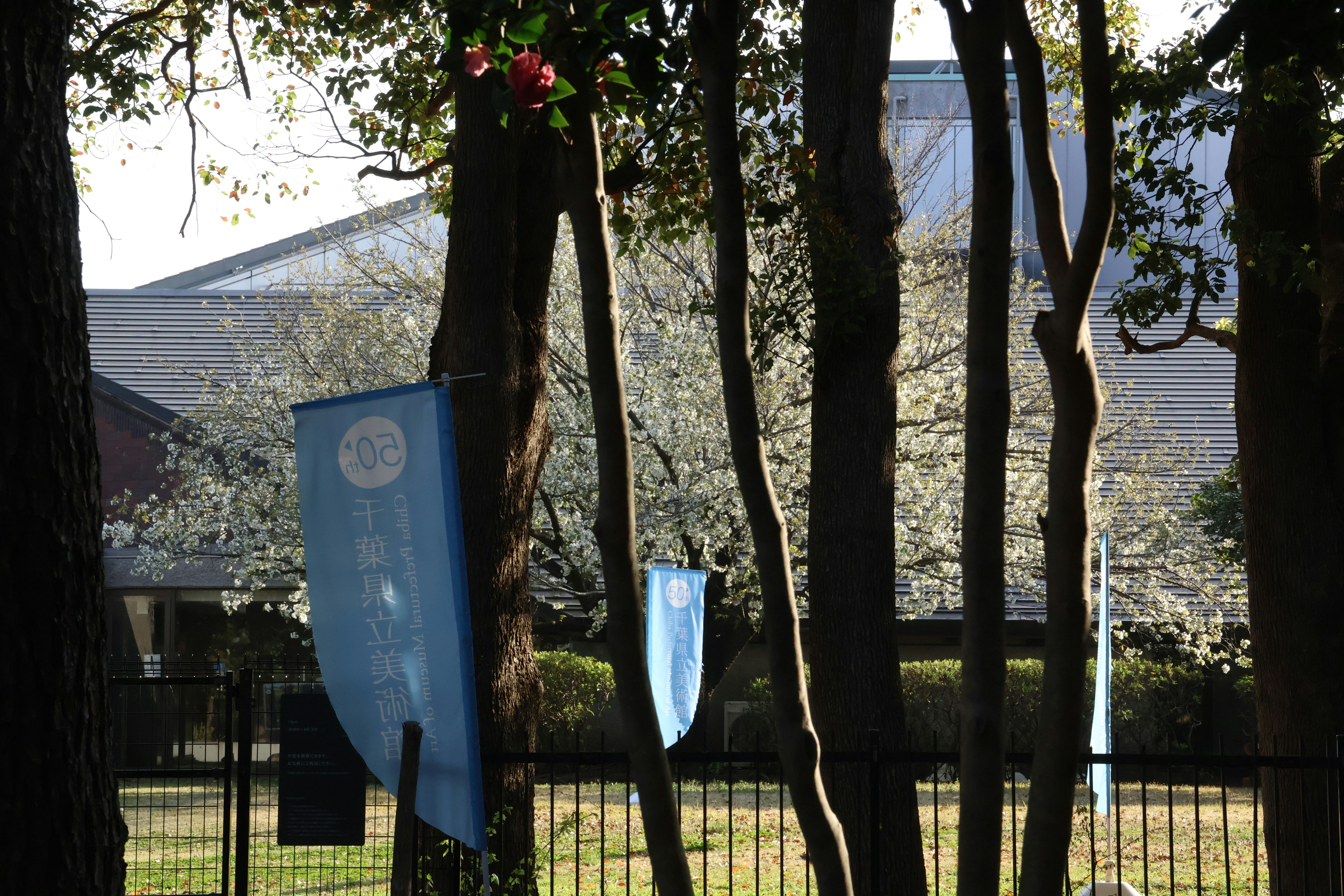 Blue Banners Quietly Framed by Tree Columns in Morning Park
