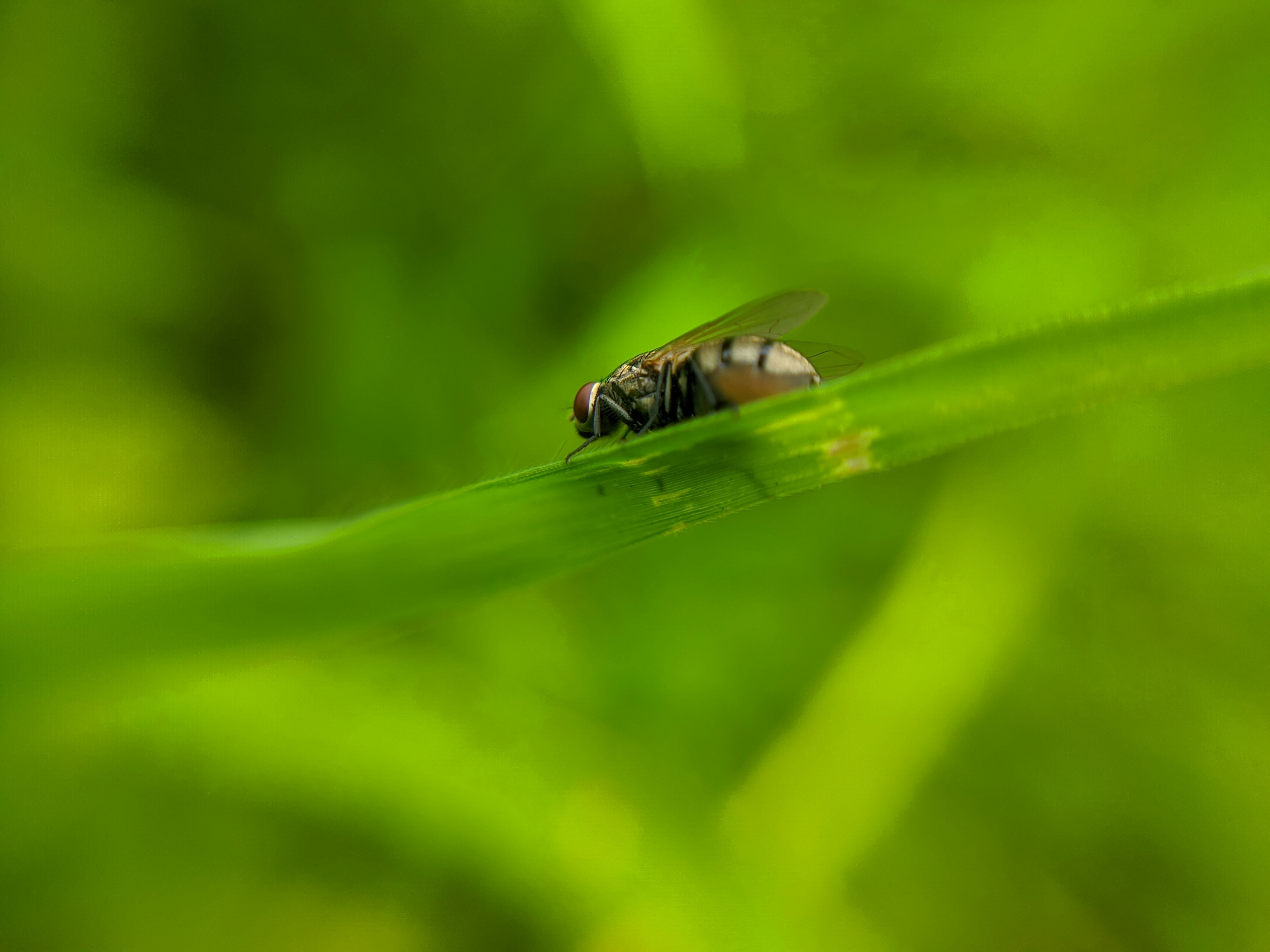 Housefly Pictures | Download Free Images on Unsplash