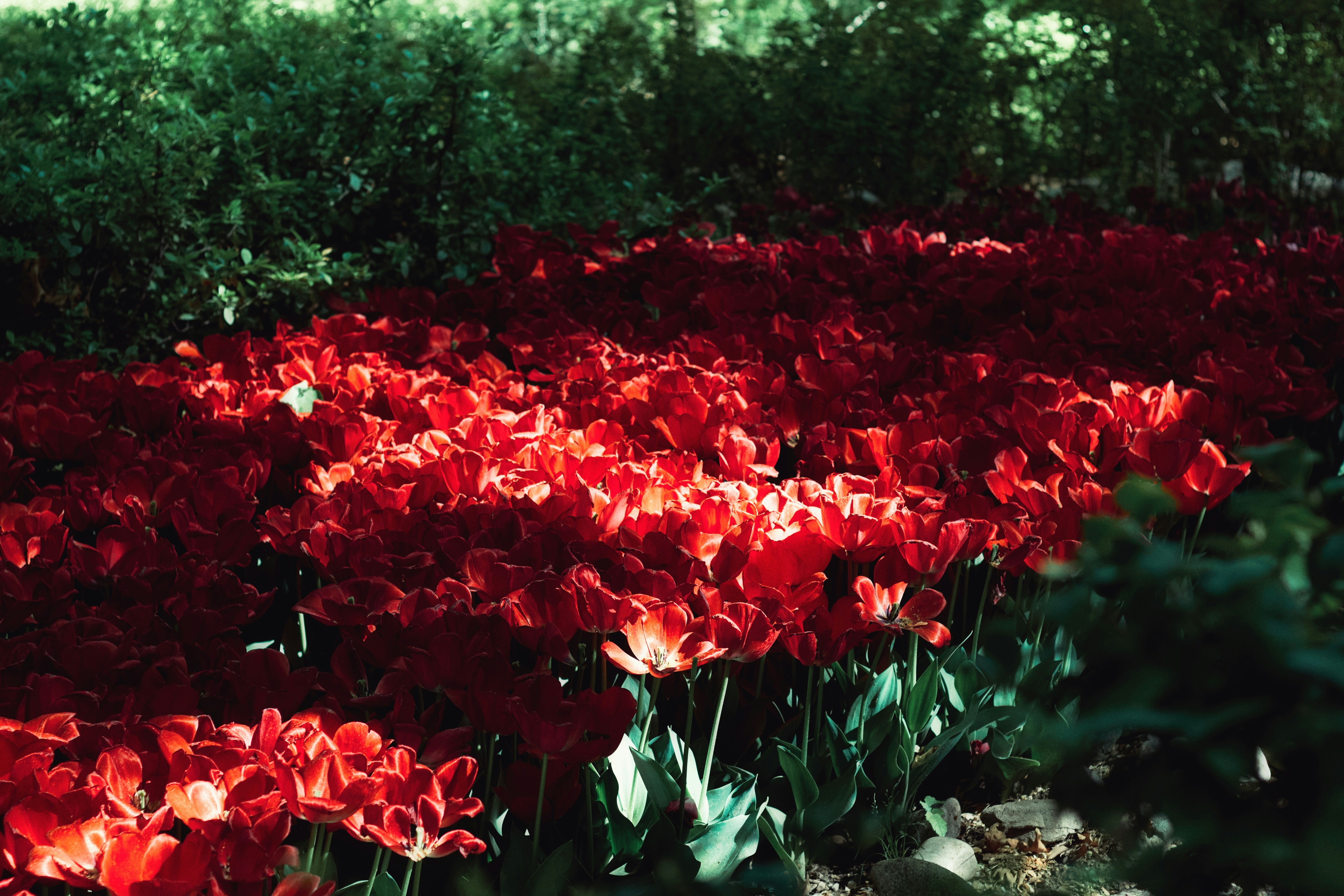 Crimson Tulip Tide Brushed by Forest Shade