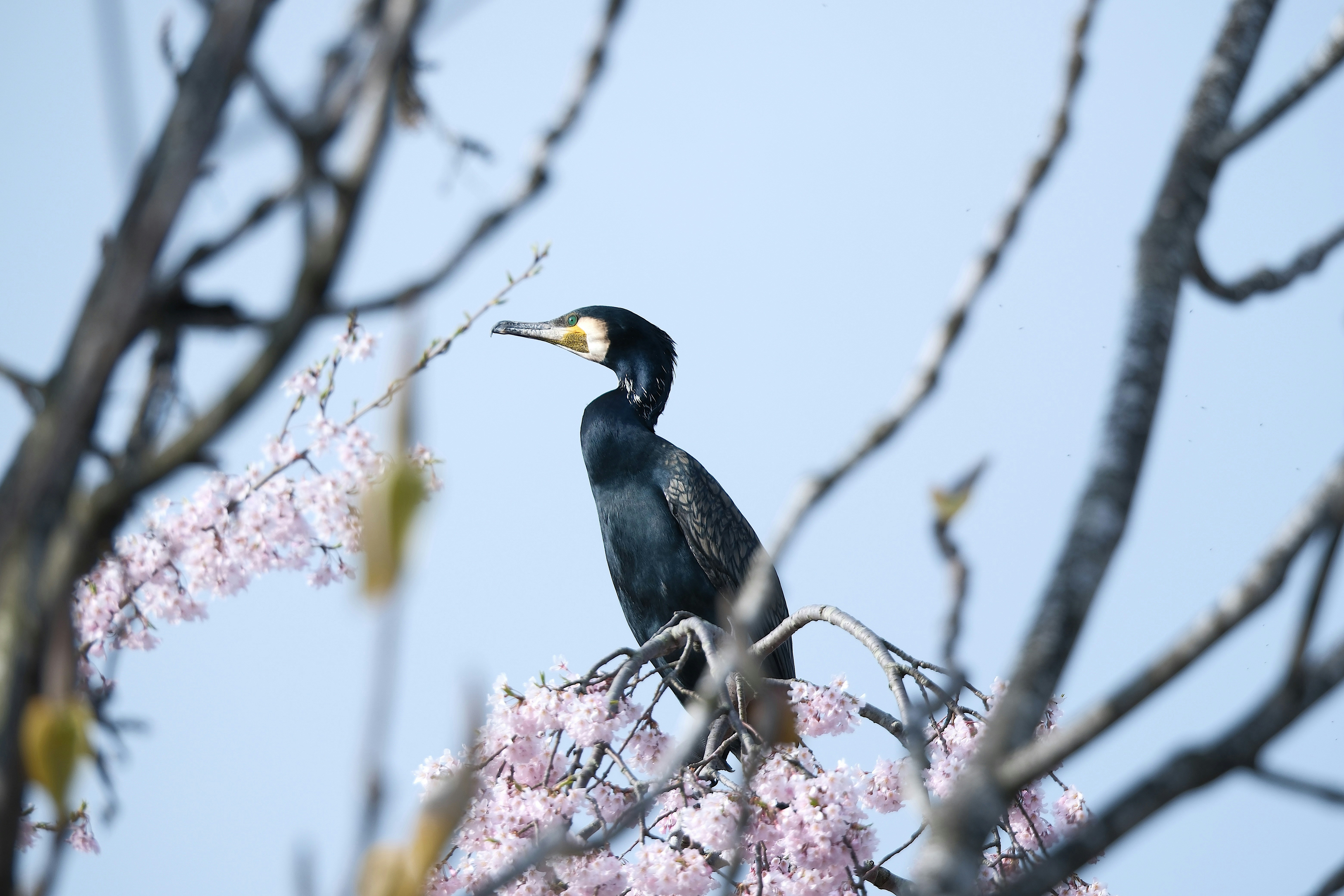 Cormorant in Bloom: A Quiet Moment Among Cherry Blossom Branches