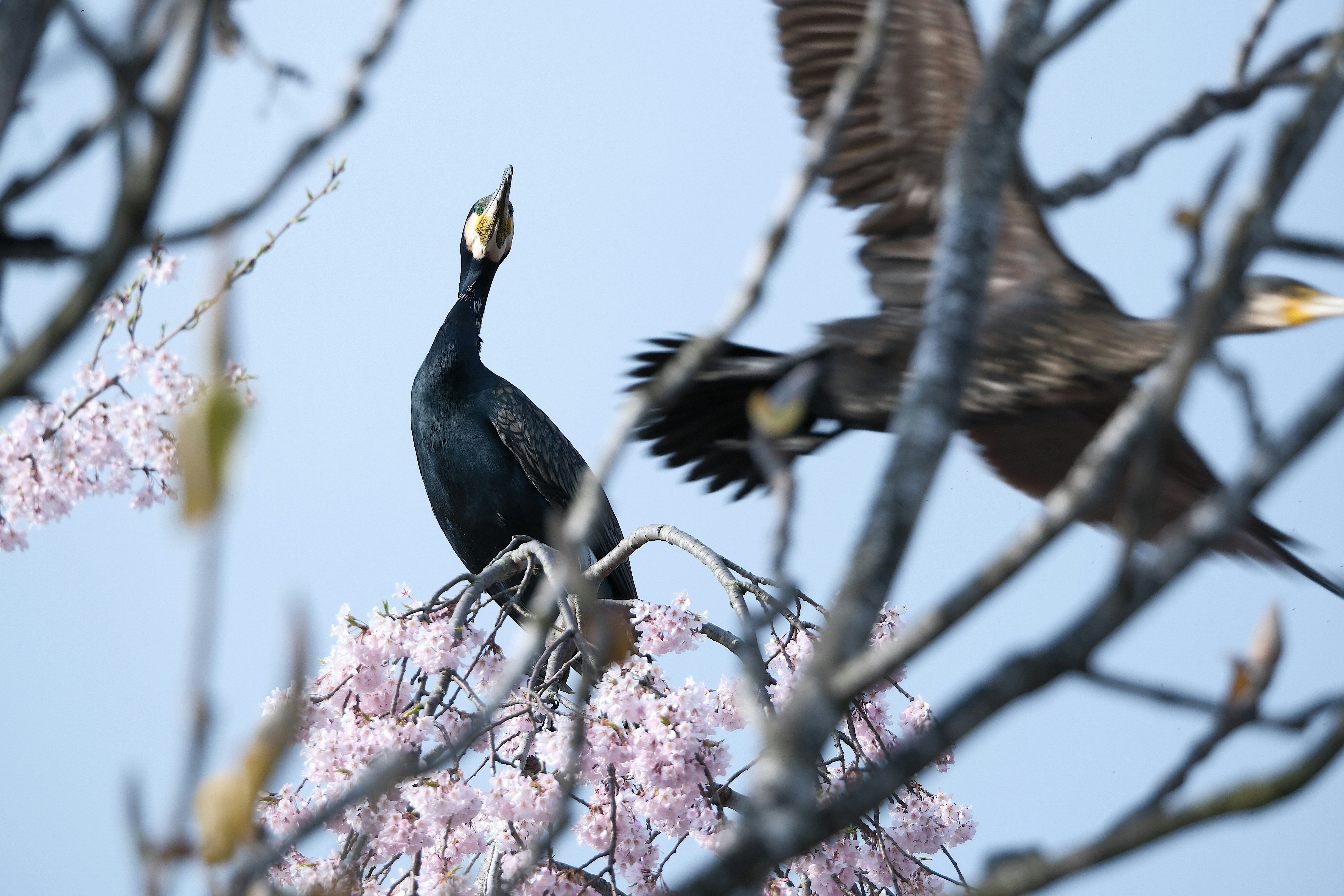 Photo by Seiya Maeda with Fujifilm X-H2S