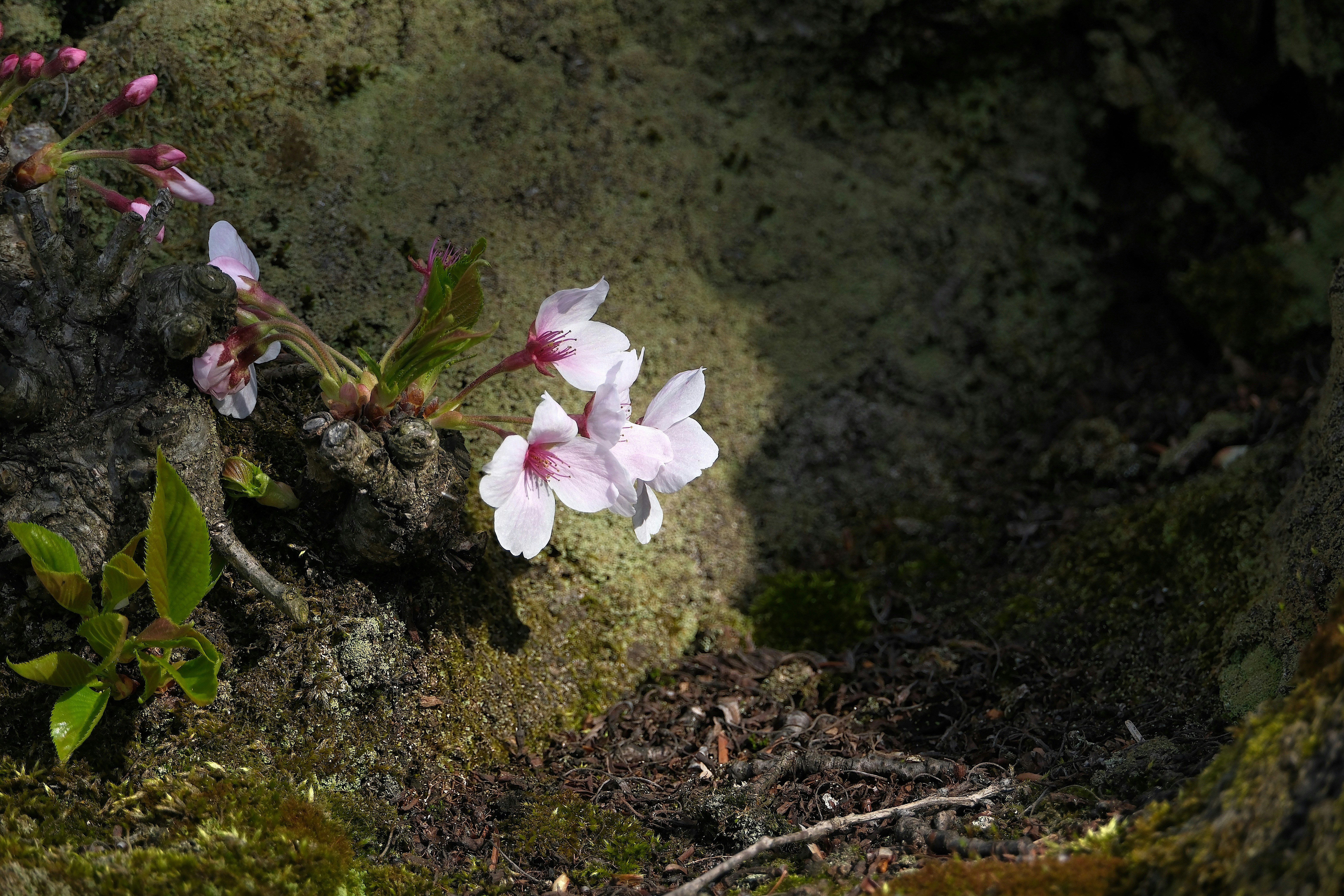 Pink Blossom Crest on a Mossy Rock Ledge
