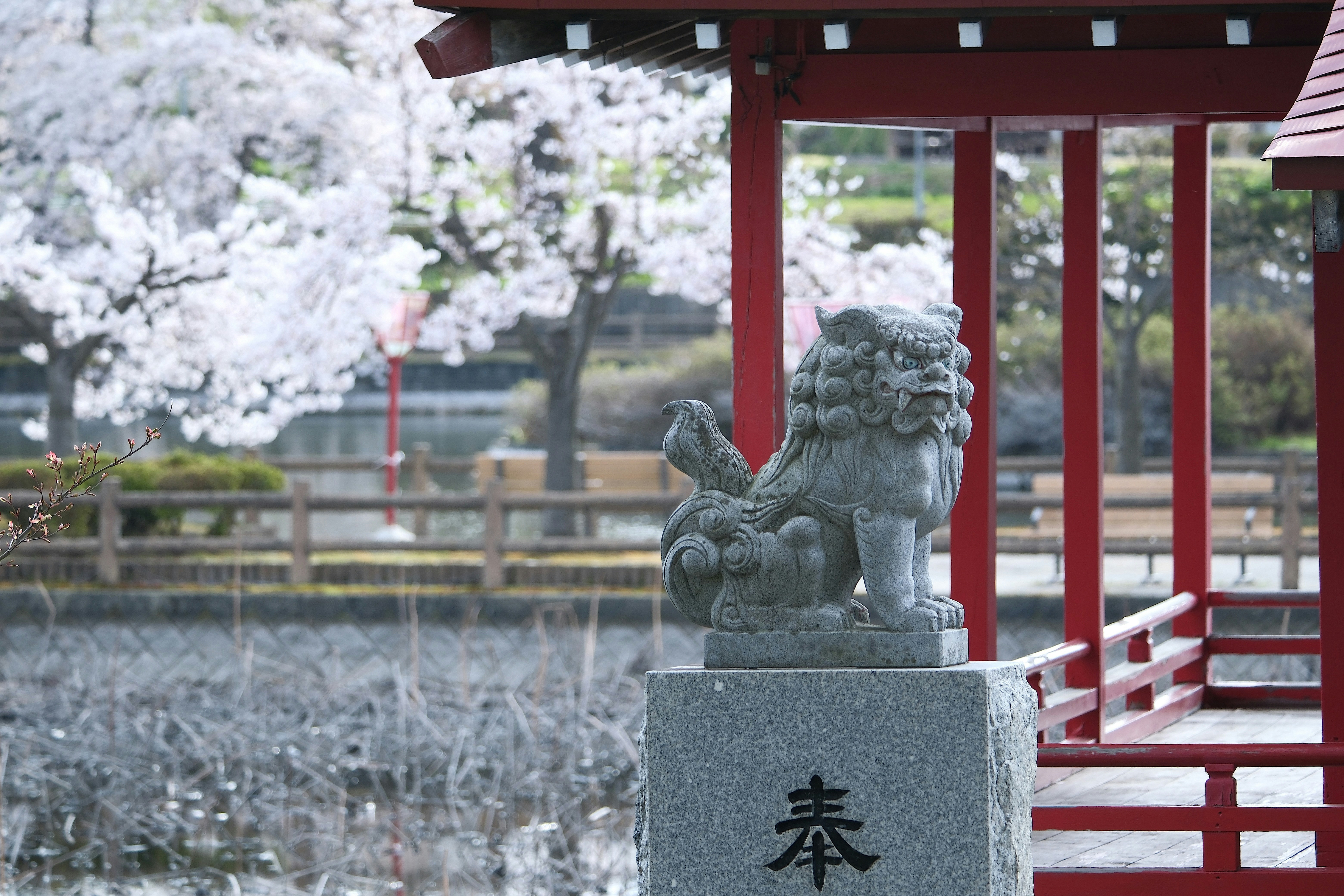 Stone Guardian Beneath Cherry Blooms