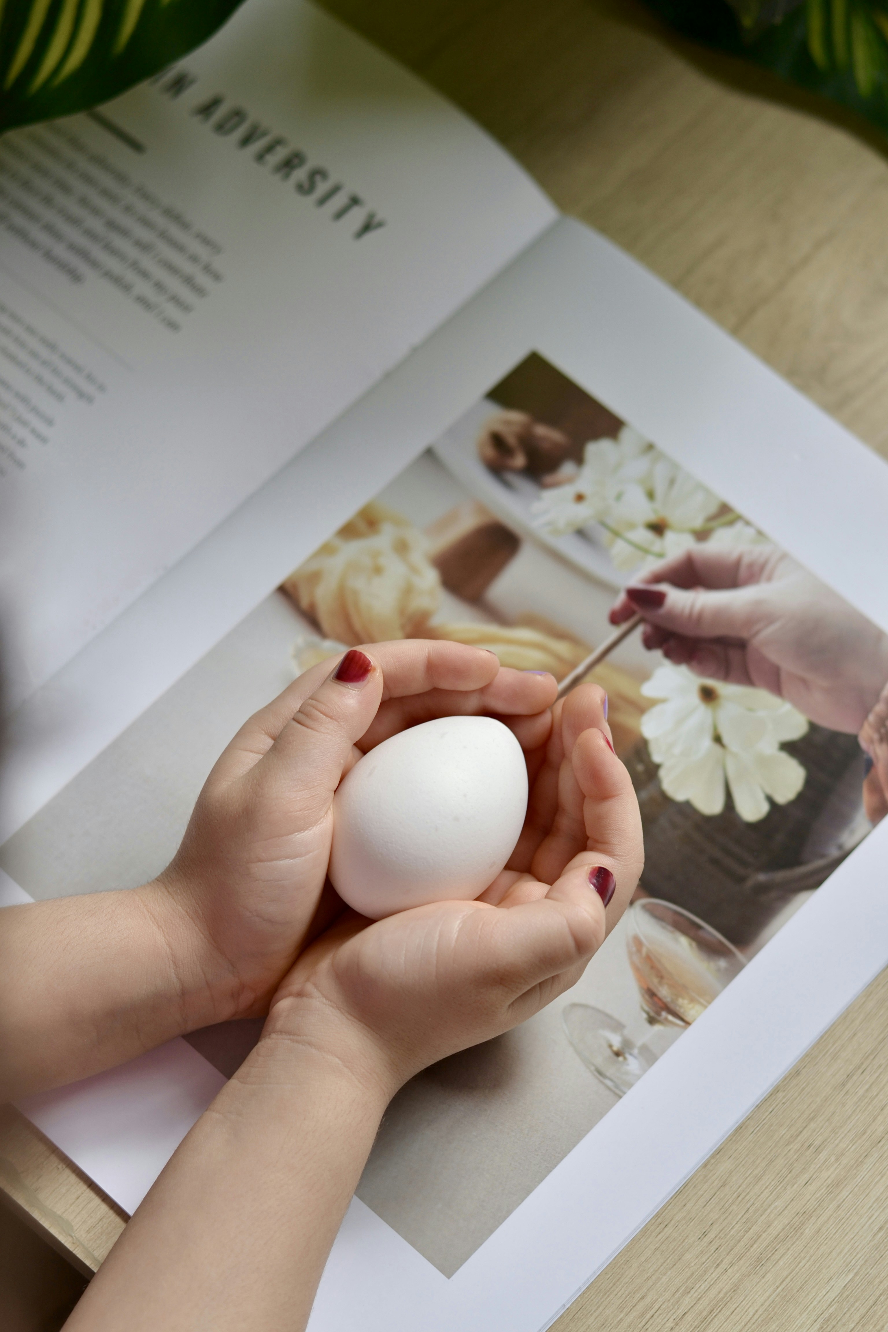 Hands gently cradle a white egg over a book. photo – Free Egg Image on ...