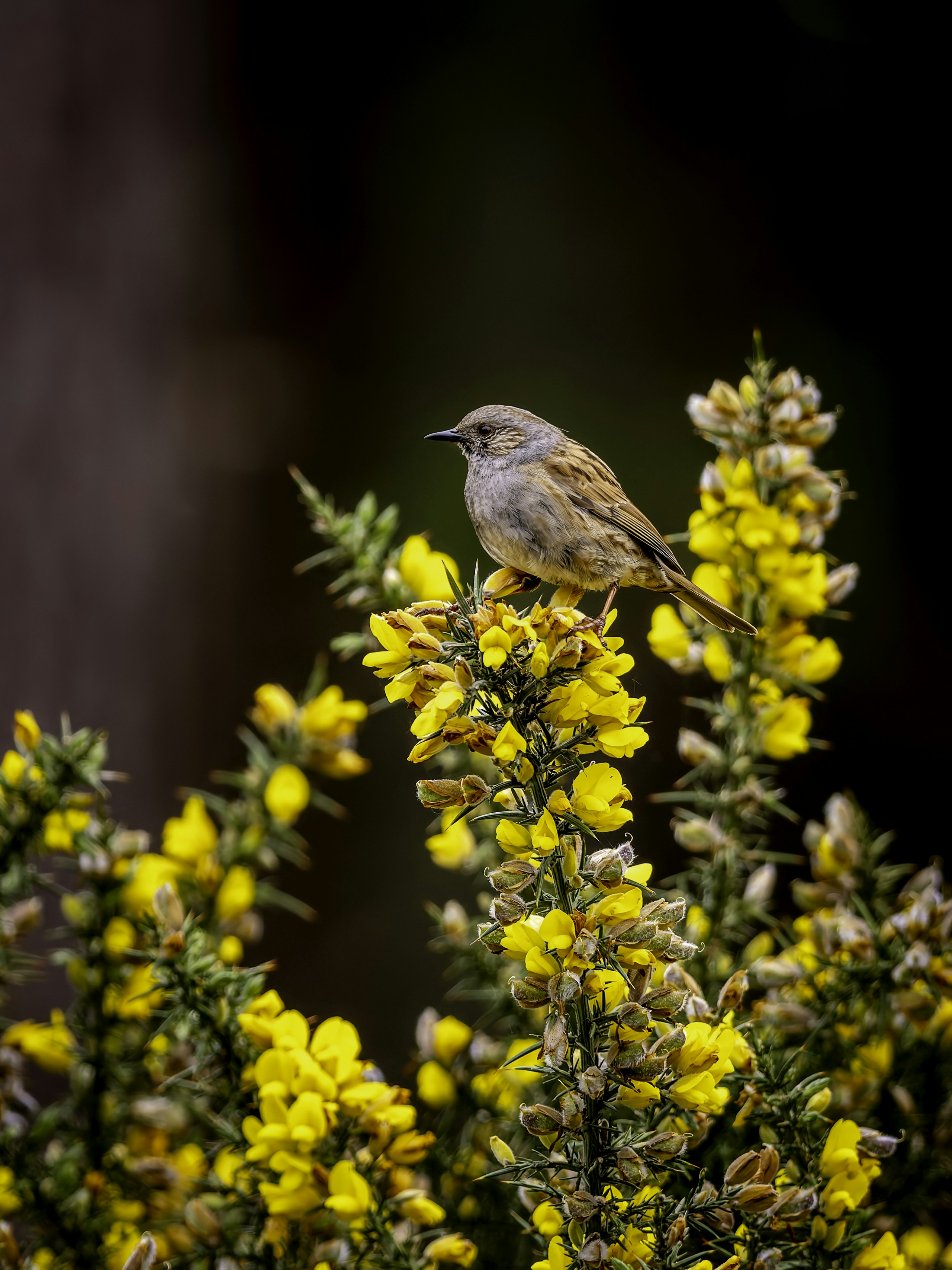 Perched on golden blooms: a small songbird amidst bright larches