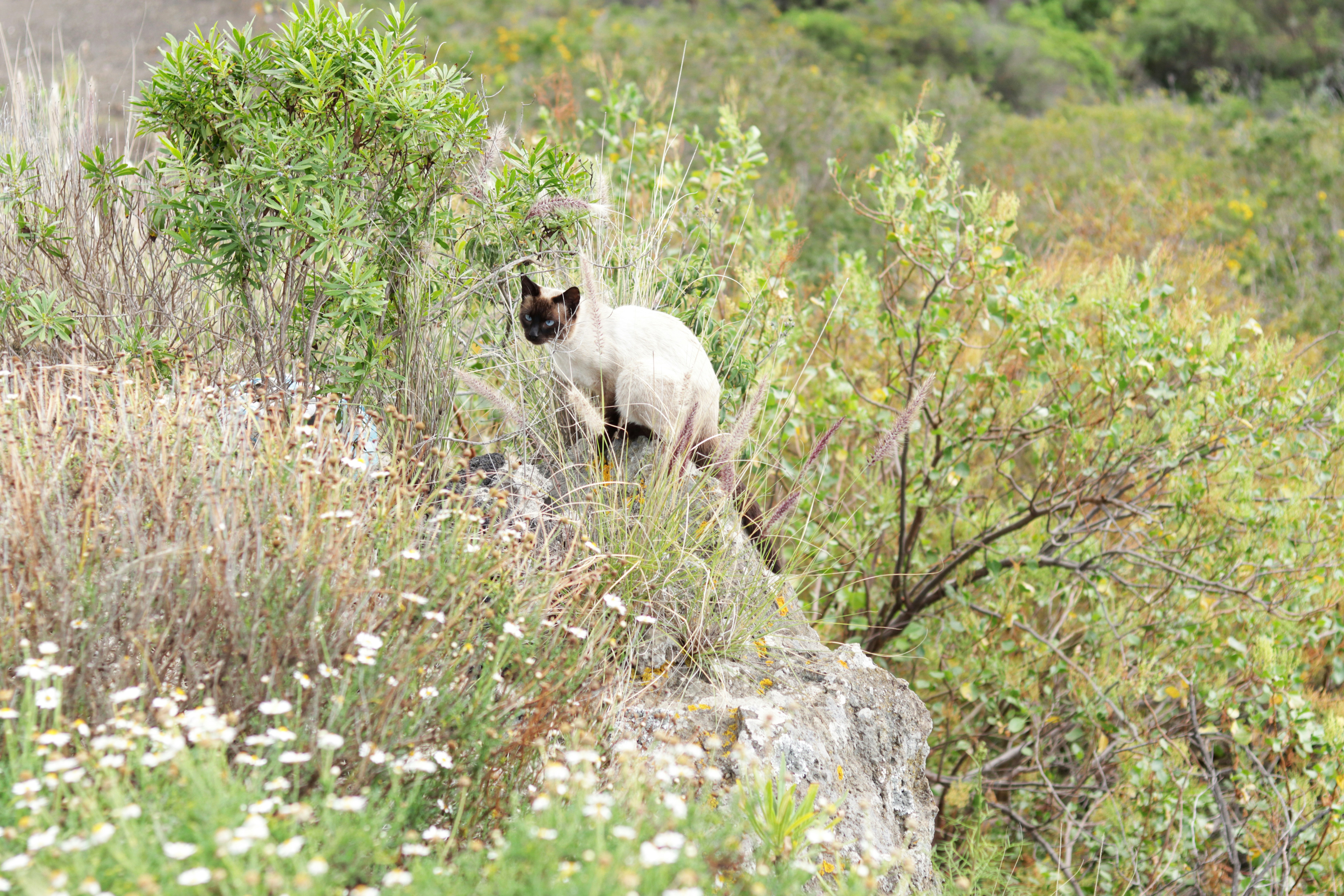 A siamese cat surveys the wilderness landscape. photo – Free Gato Image ...