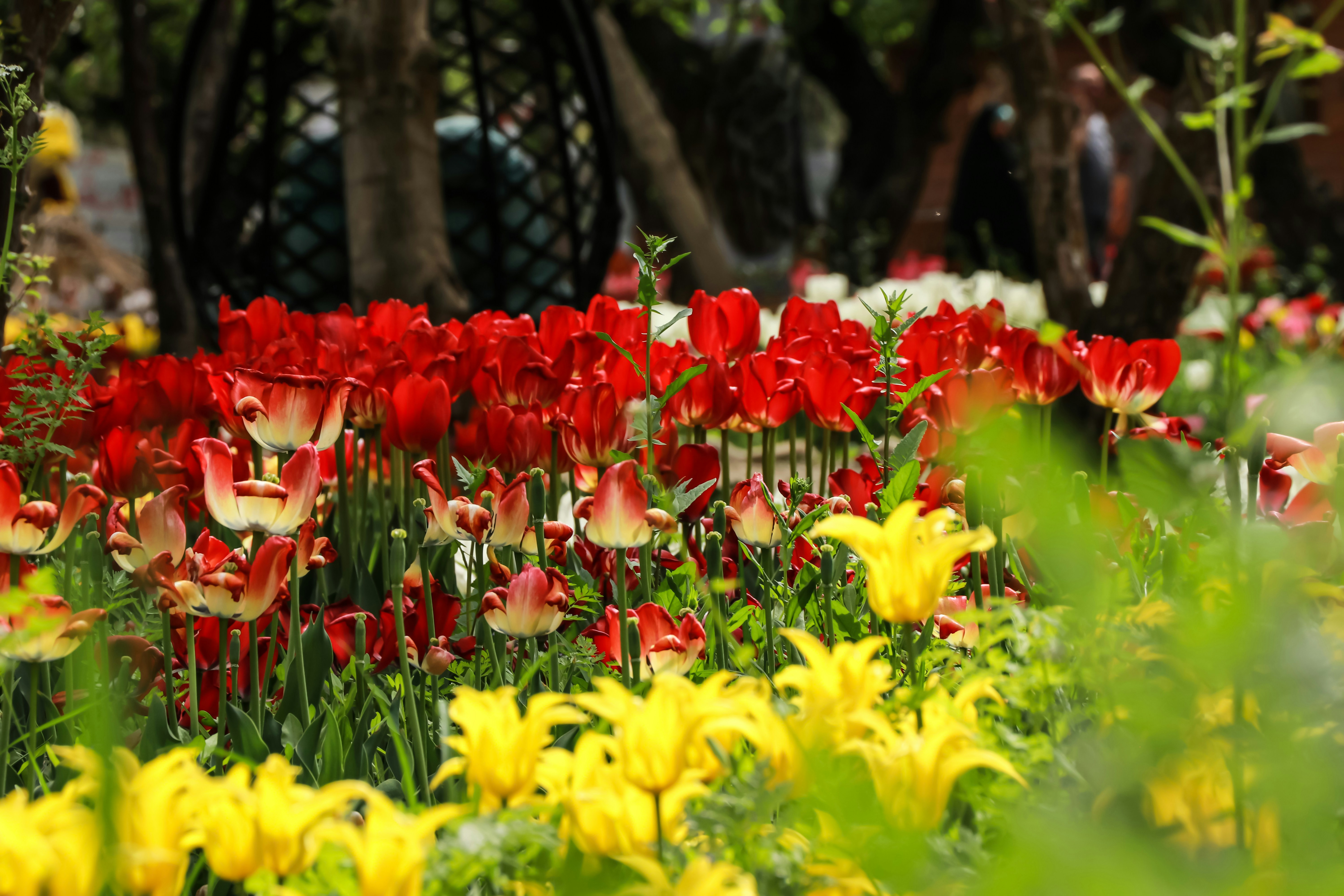 Crimson Tulips Framing a Sunlit Border of Yellow Blooms