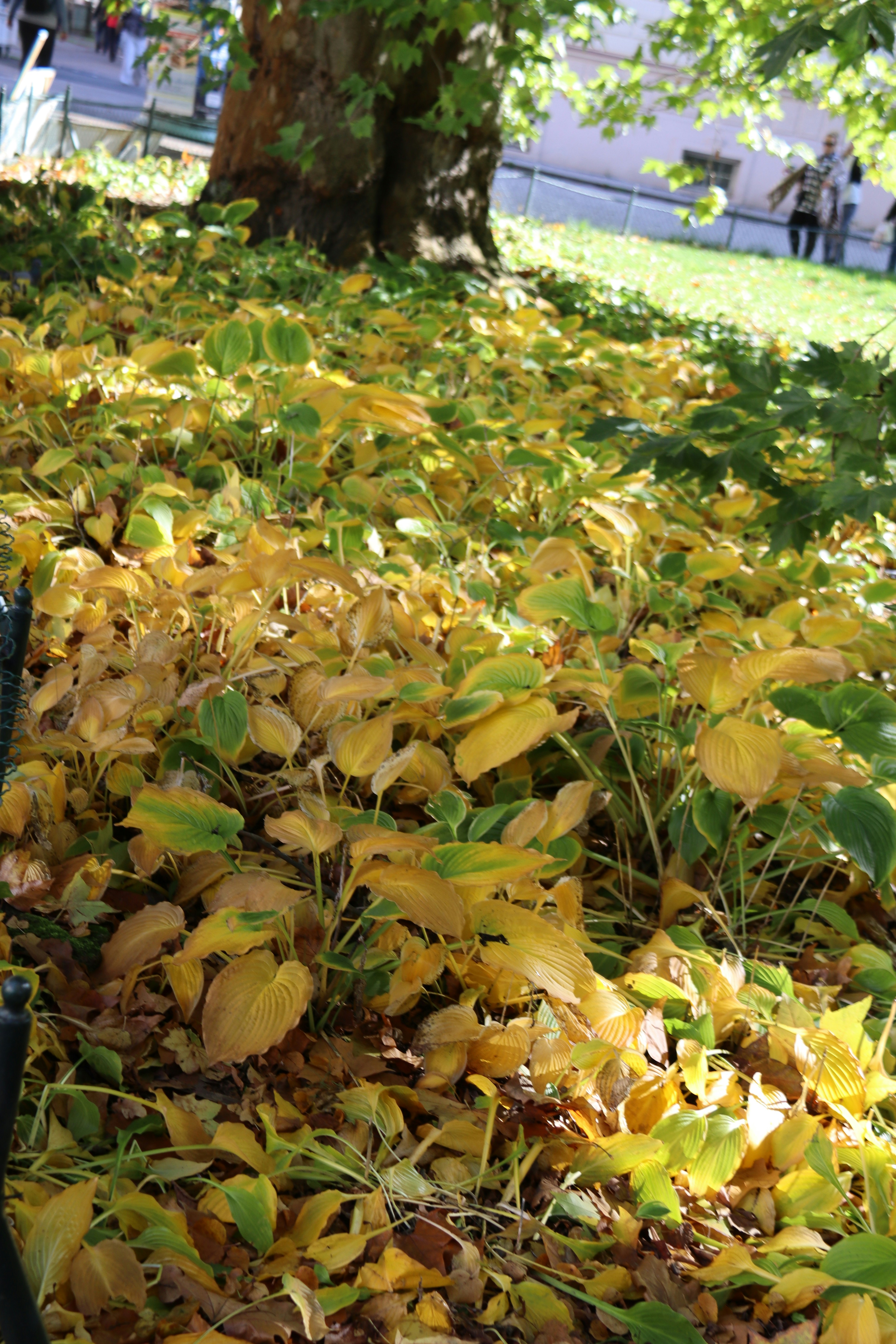 Autumn leaves surround a tree's base. photo – Free Czechia Image on ...