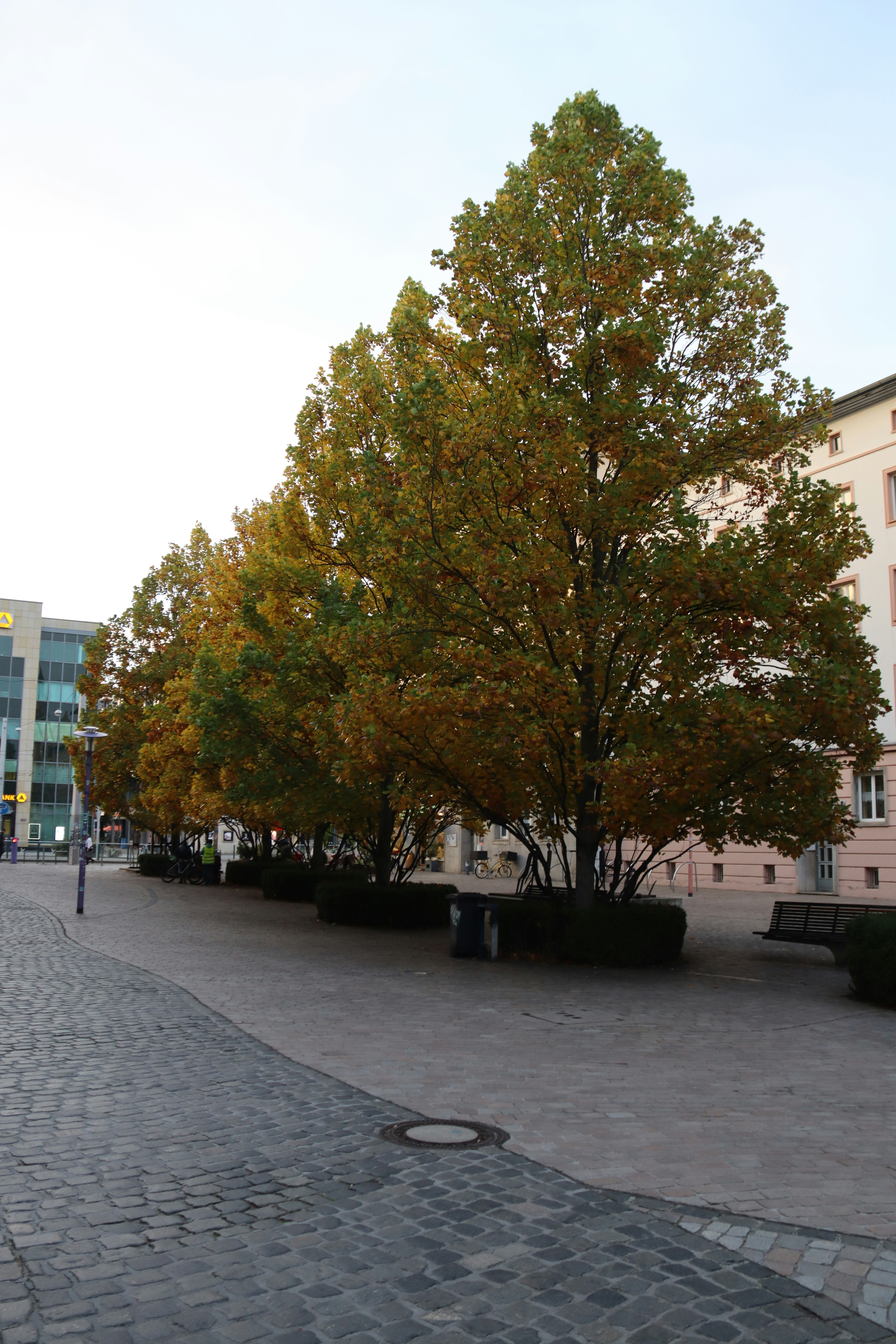 Photo by Shalev Cohen with Canon EOS 850D