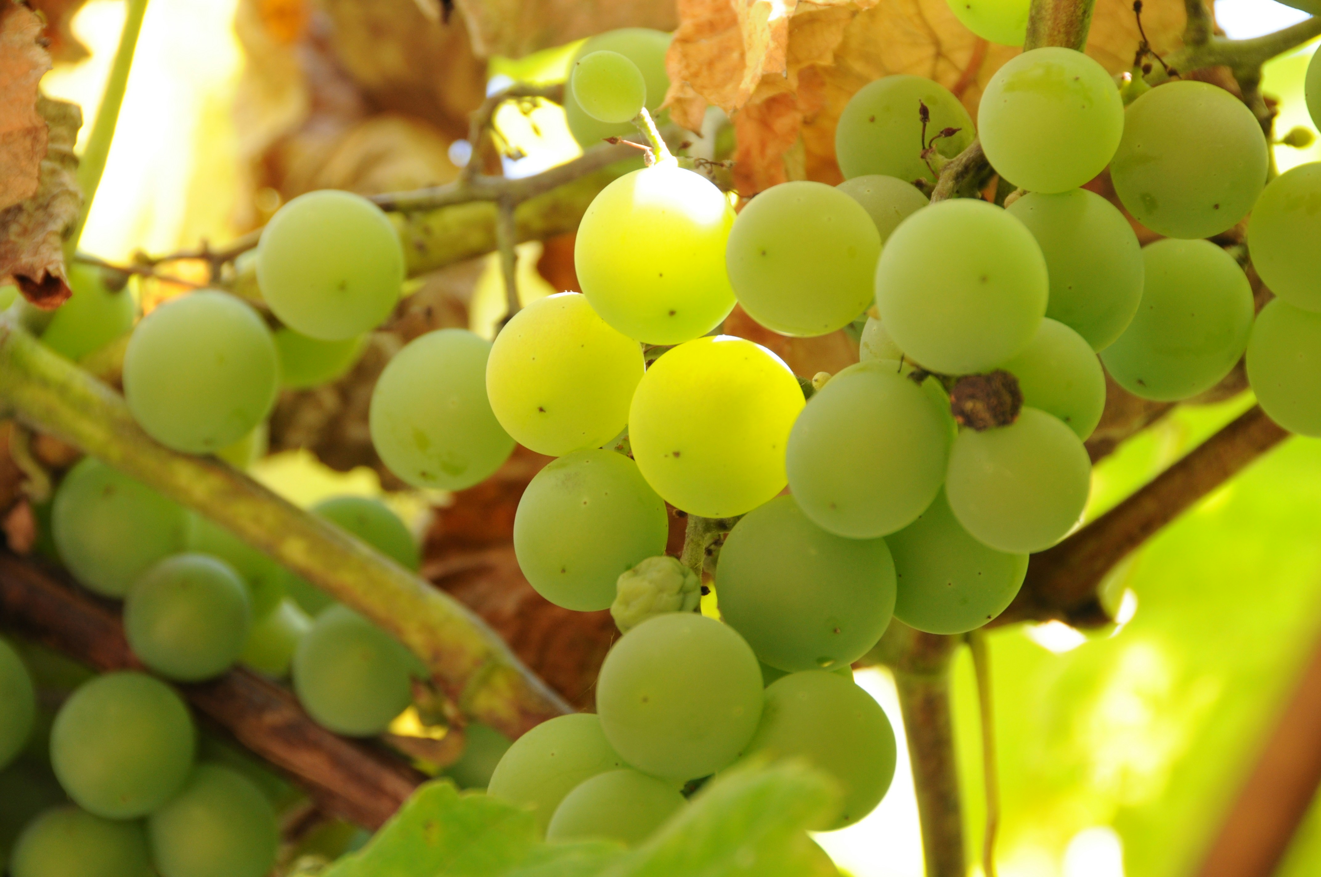 Close-up of ripe green grapes hanging on the vine, illuminated by sunlight through autumn leaves, capturing the essence of vineyard harvest season.