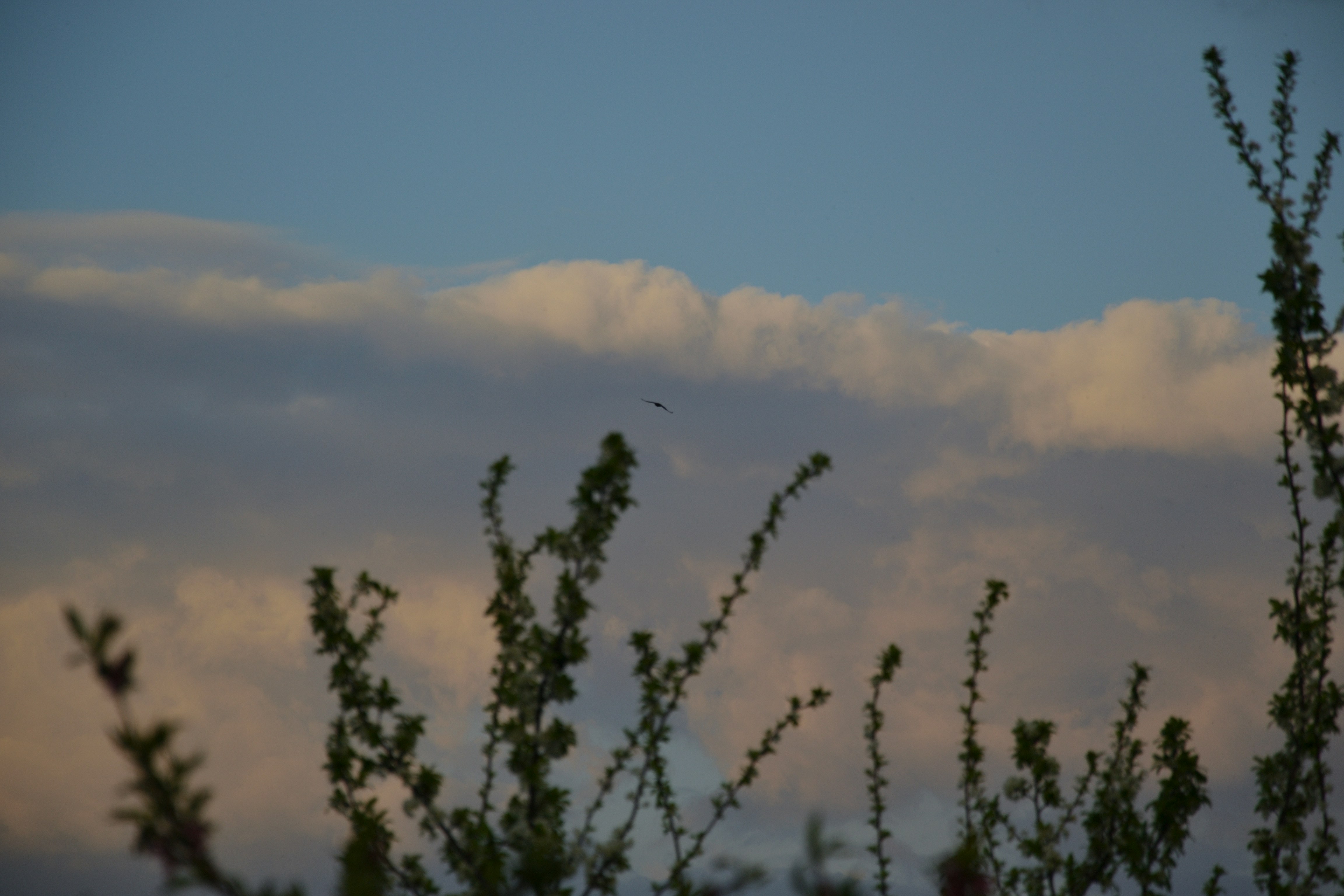 Leaves in silhouette against a dusky sky with drifting clouds