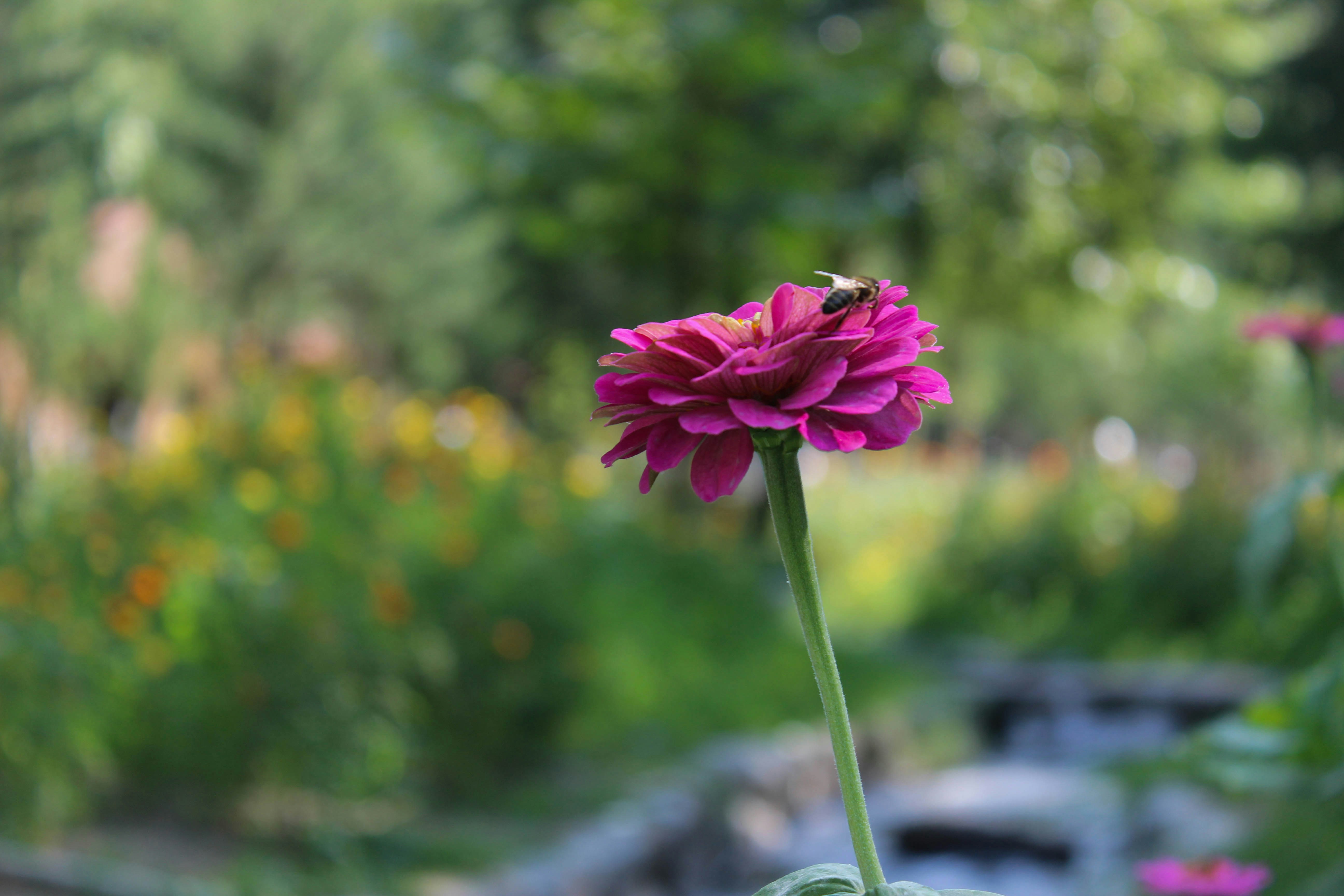 A solitary zinnia in bloom with a blurred garden backdrop
