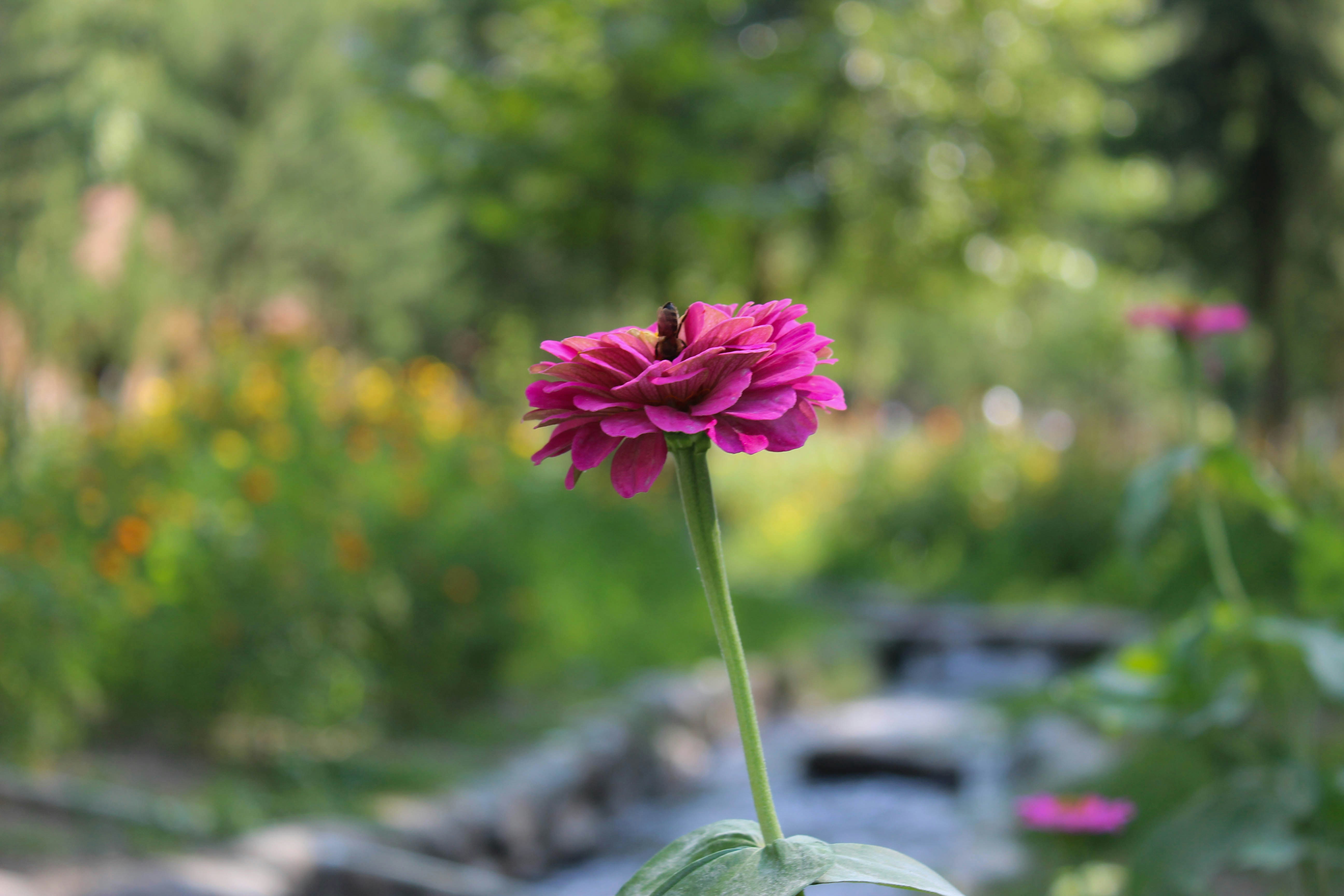 Petal Stalwart in a Garden Quietude