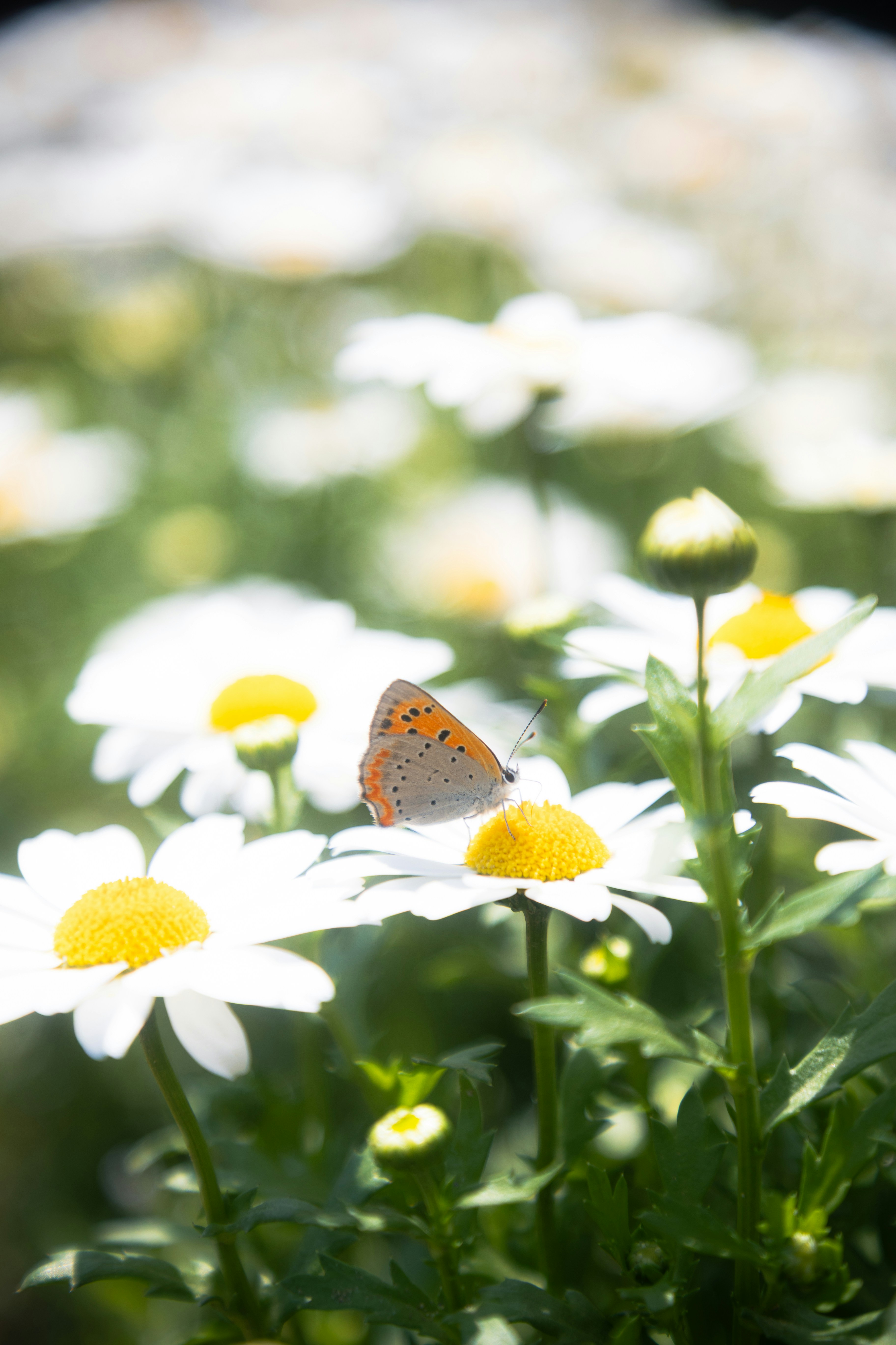 Orange-Edged Butterfly Perches on a Daisy in a Field of Sunlit Blooms