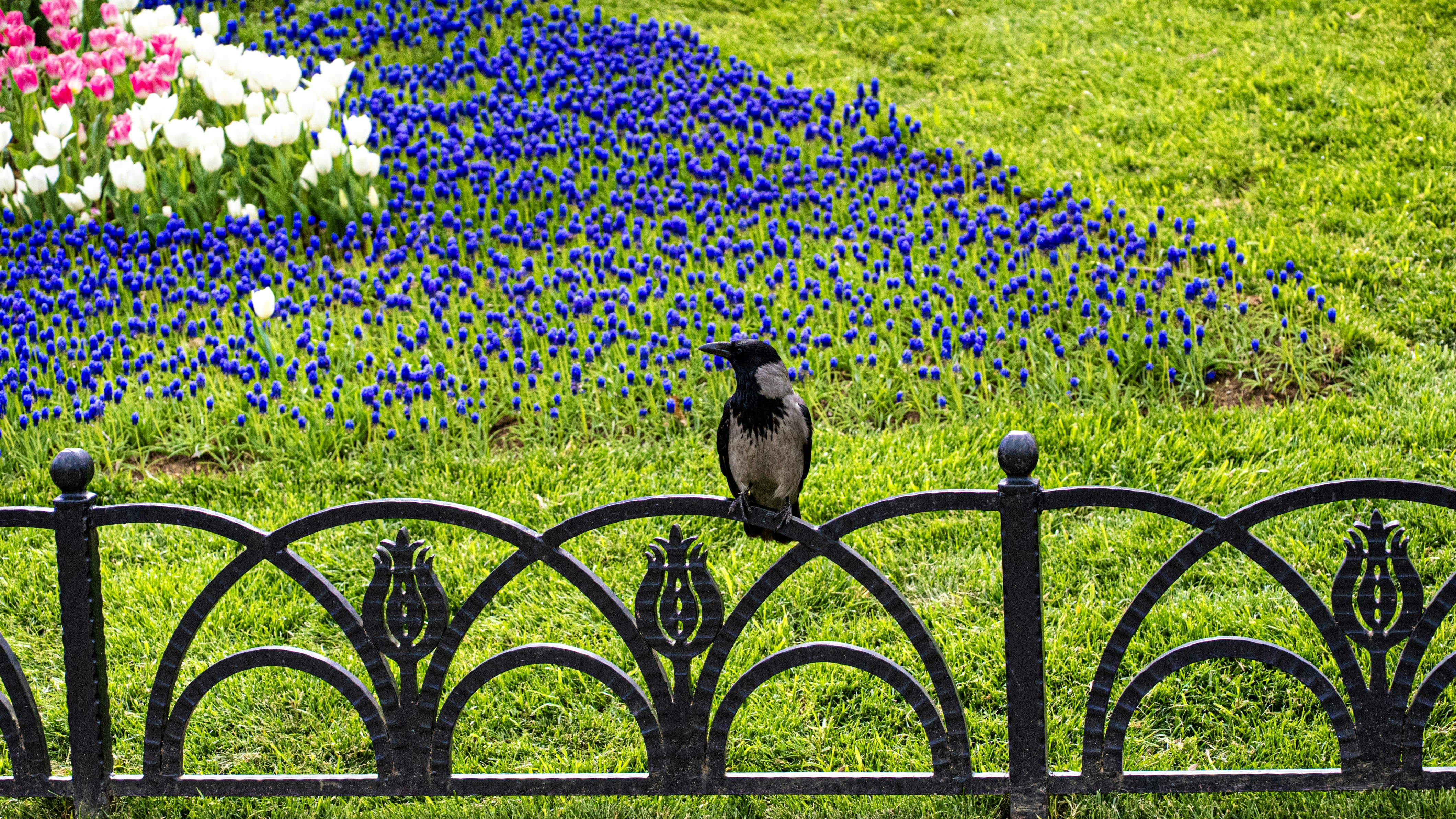 Mid-Garden Sentinel: A Crow Perches Over Ornate Railings