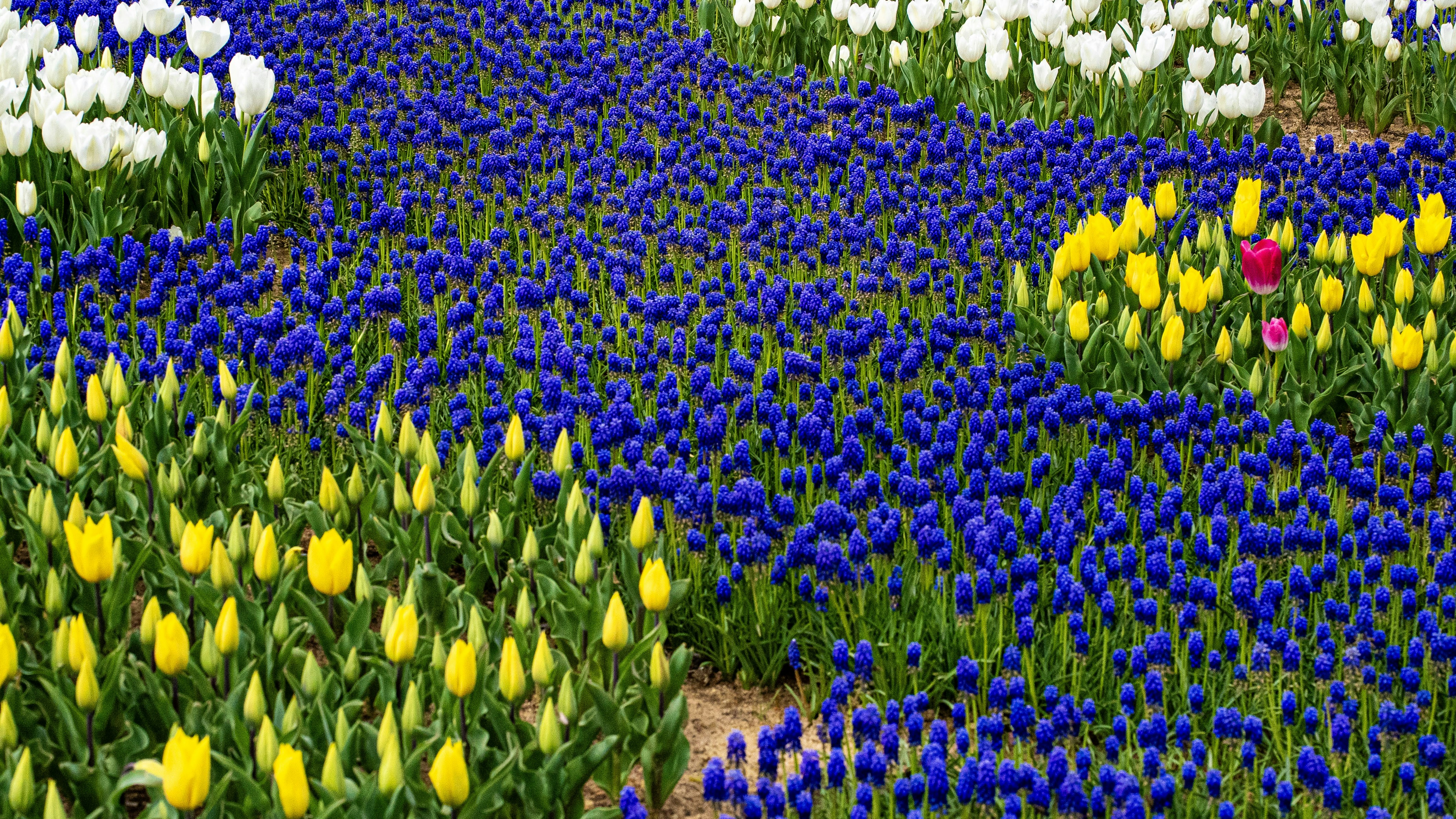 Colorful Tulip Meadow: Blue Patches Surrounded by Yellow and White Bouquets