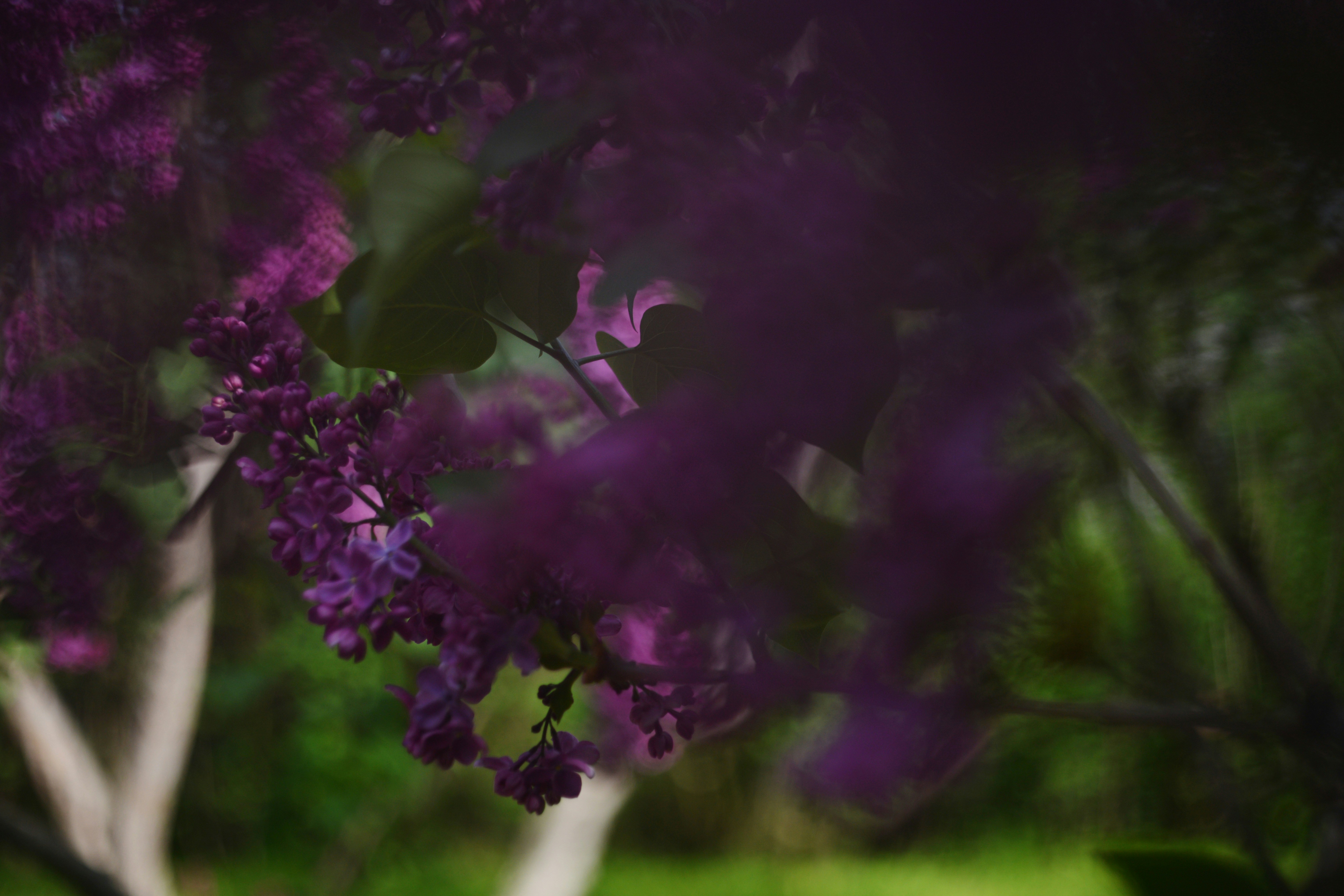 Midnight Lilacs in Velvet Blur