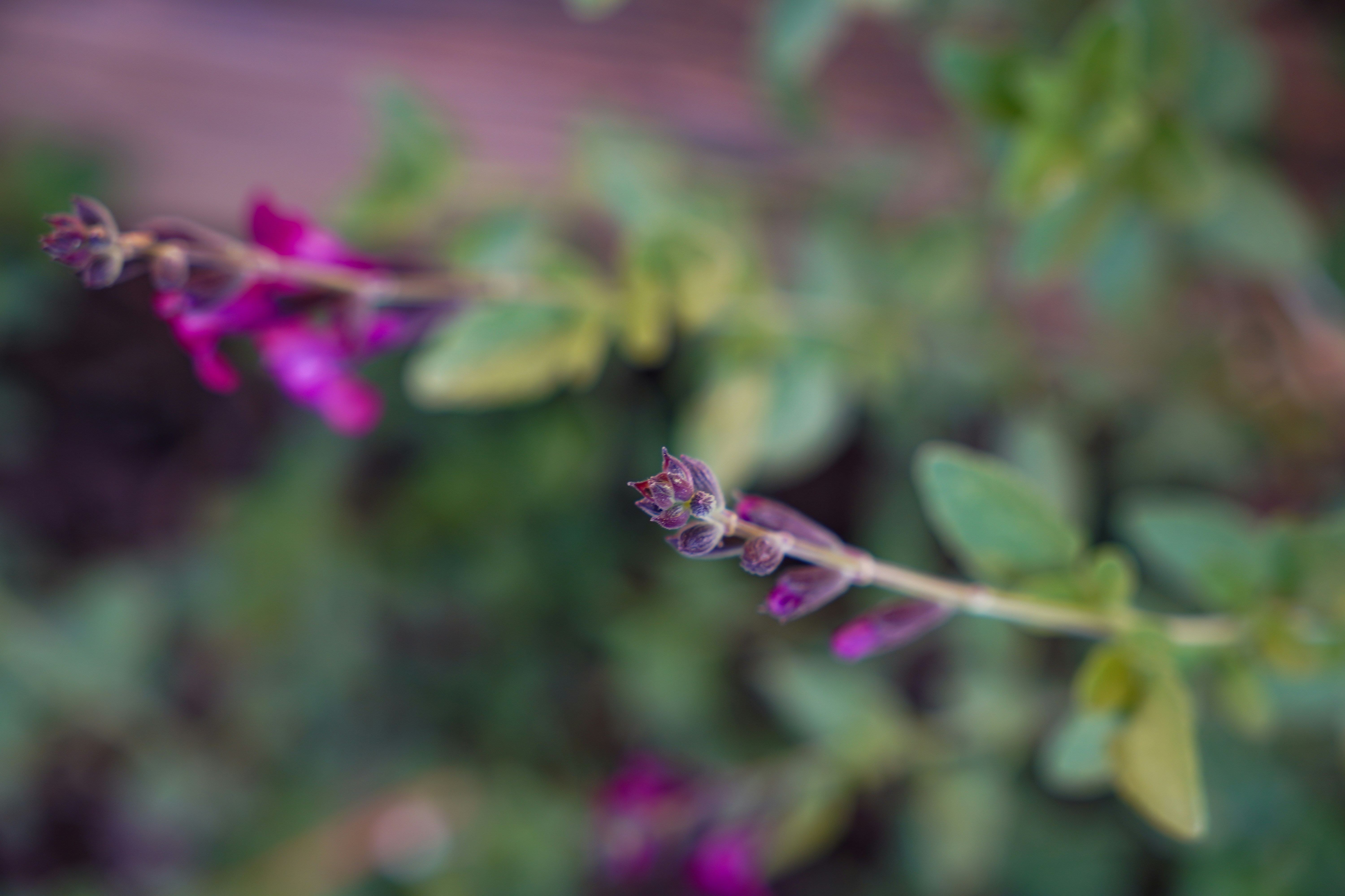 Photo by Donna Brown with Sony Alpha 6400