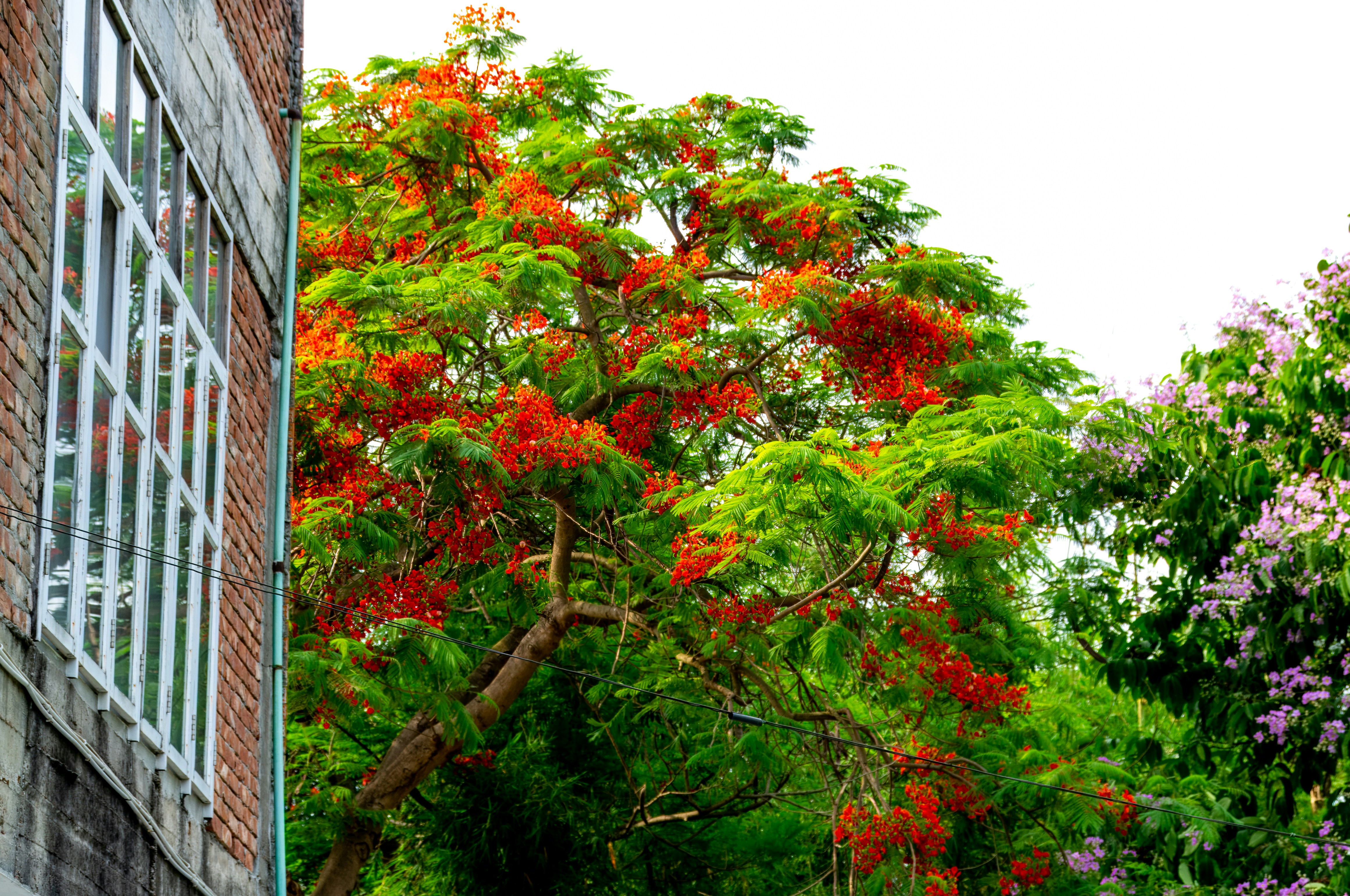 Crimson Canopy Framing a Brick Facade