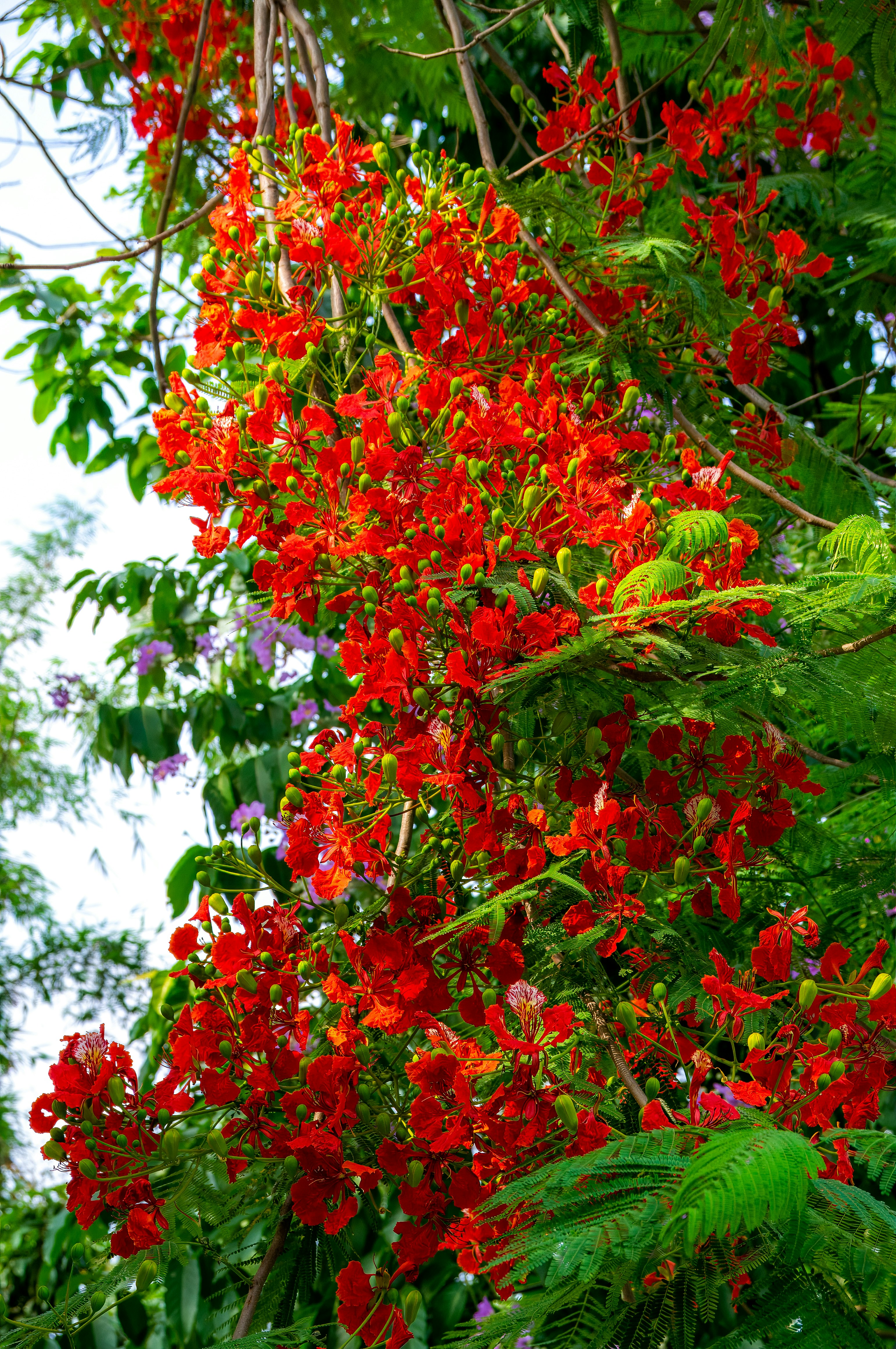 Crimson Cascade: Clusters of Red Blossoms Draped Across Verdant Foliage