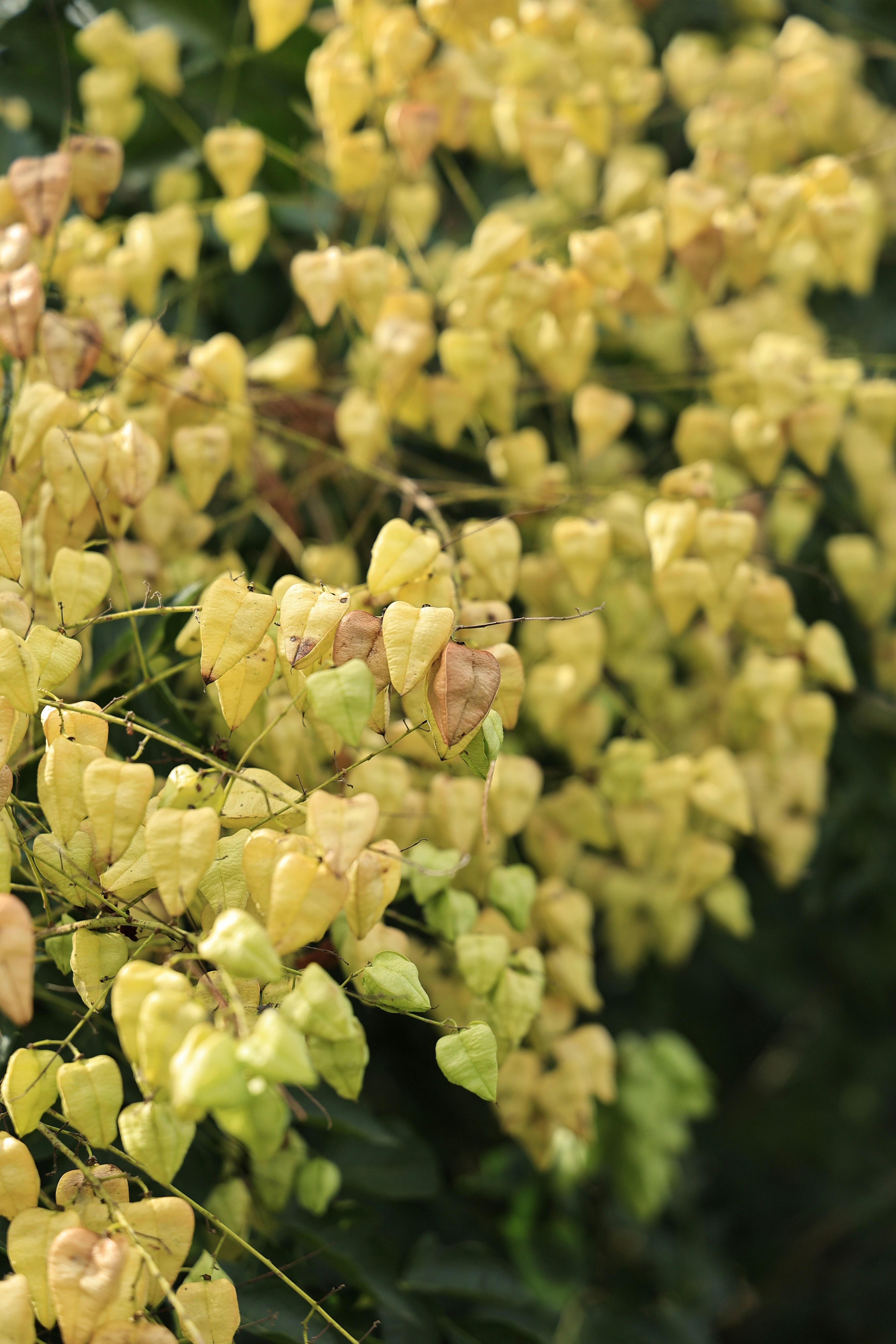 Cascade of Yellow Heart-Leaf Vines in Soft Focus