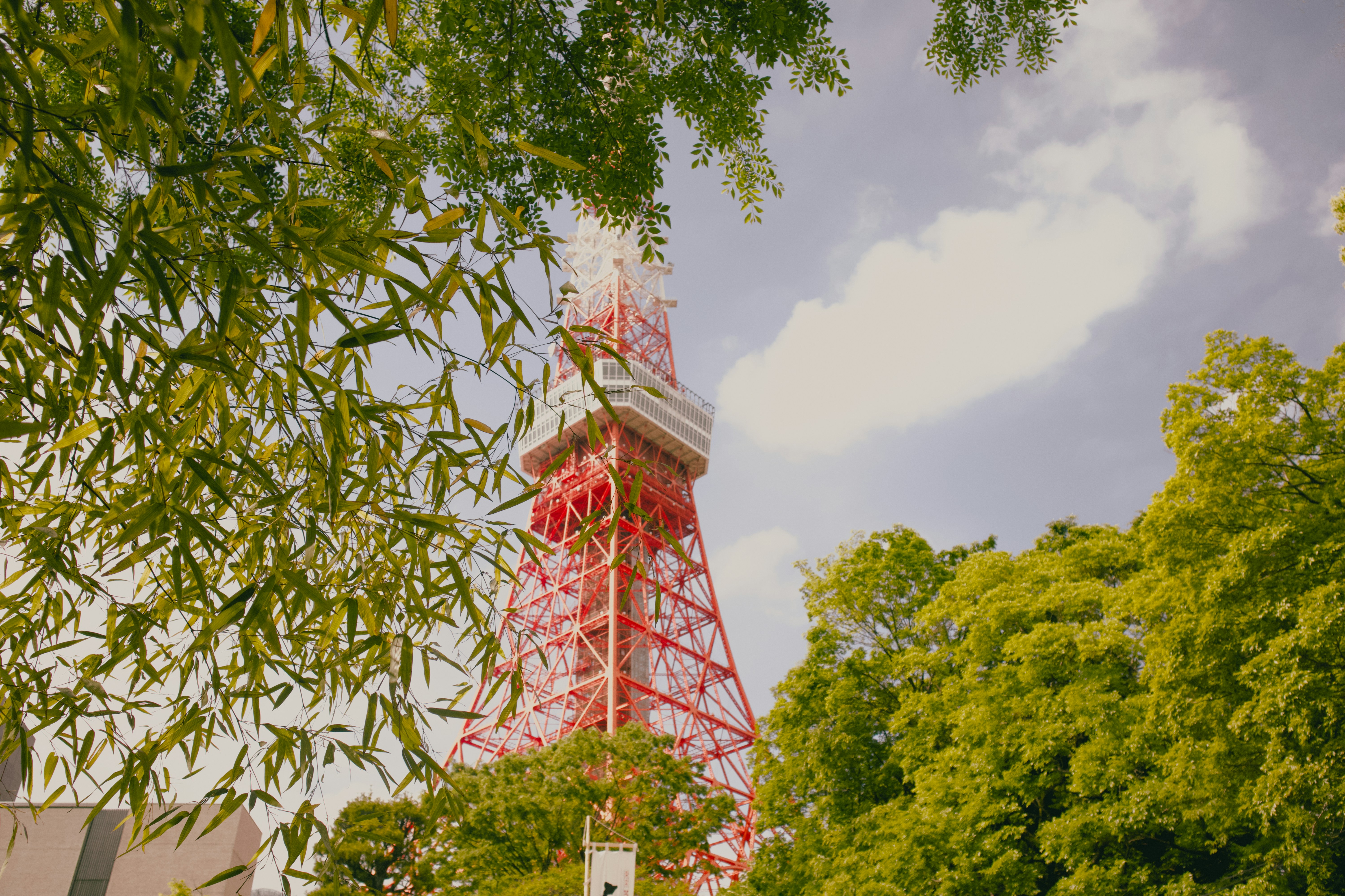 Tokyo tower rises above the trees.