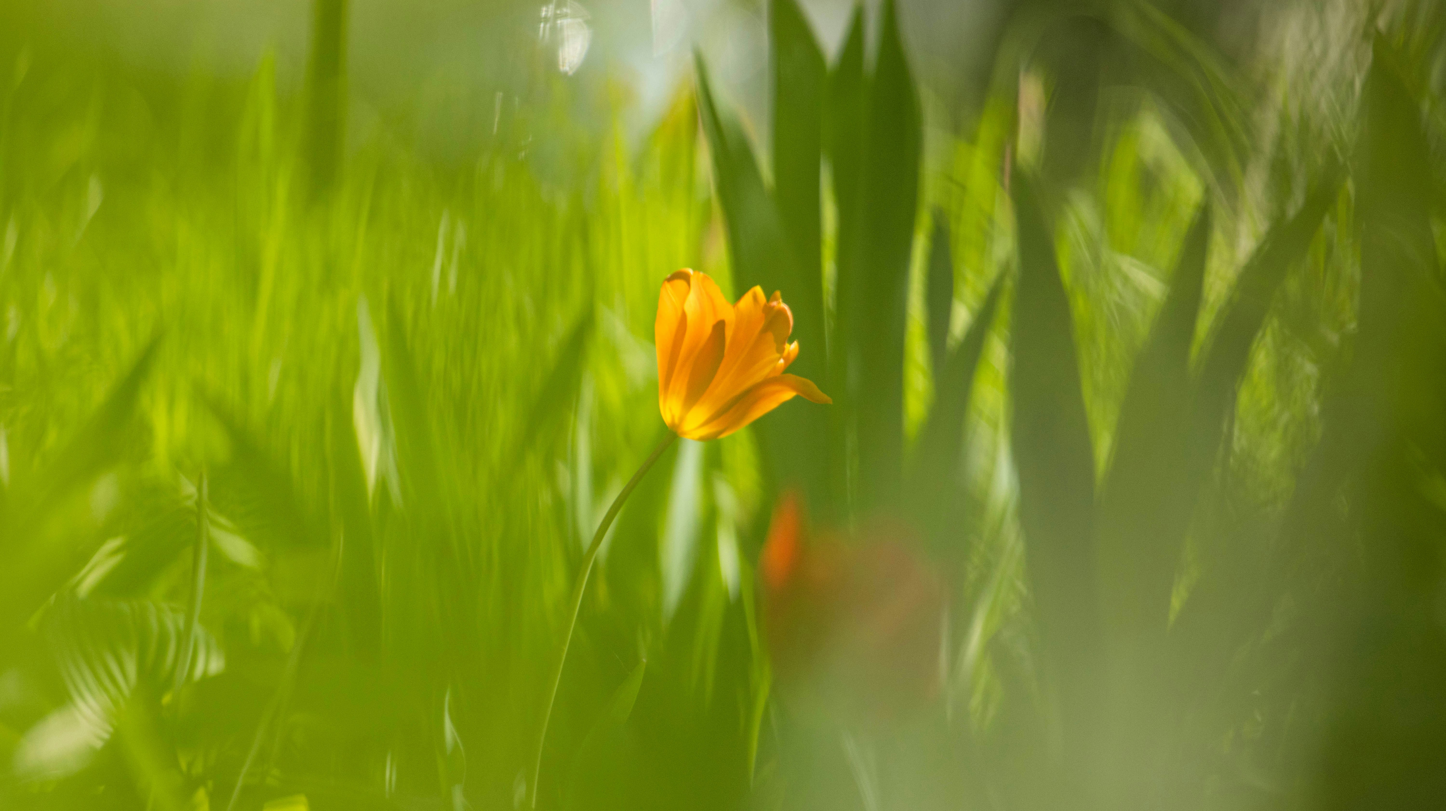 Emergent Orange Tulip Against a Velvet Green Blur