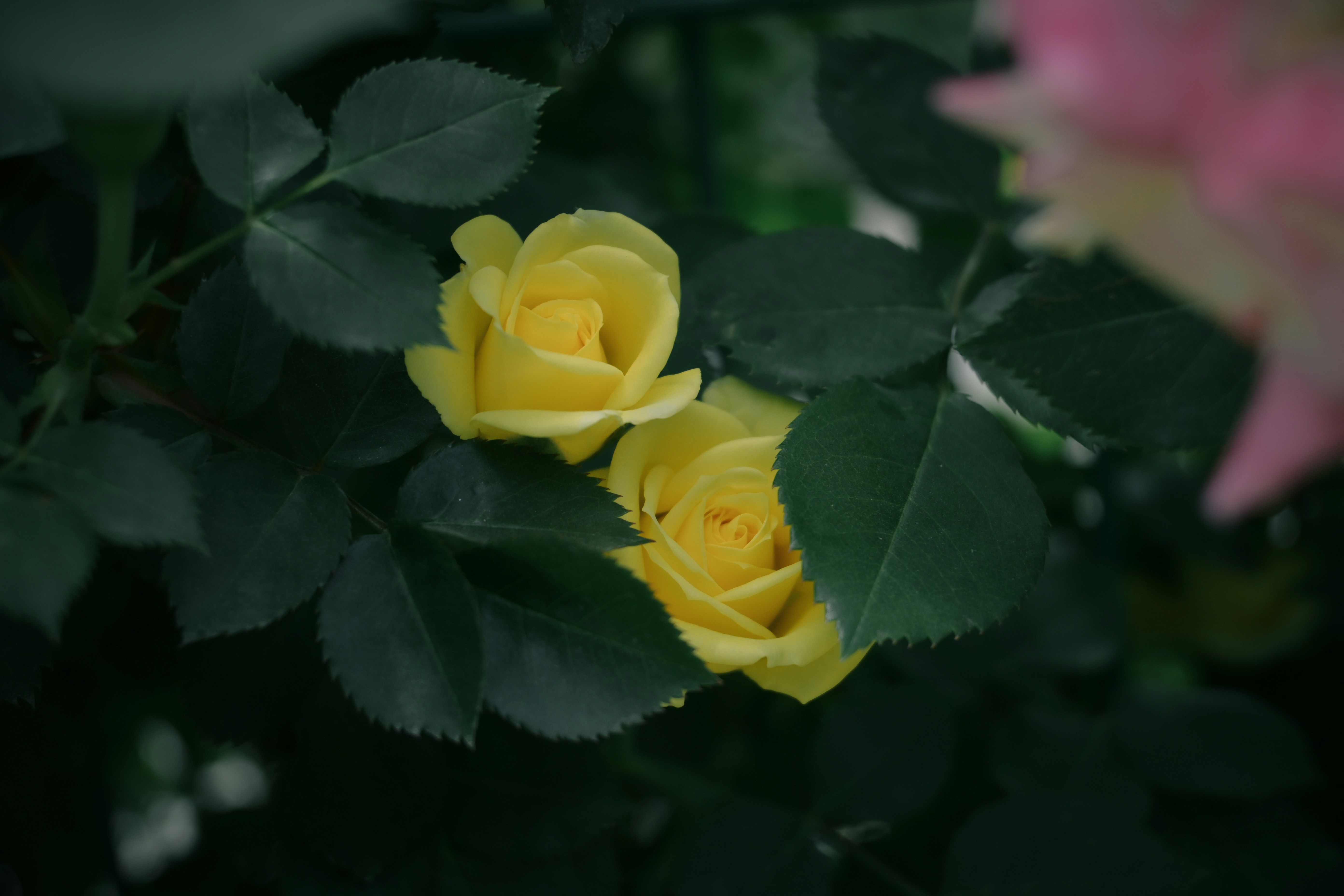 Two yellow roses peek out of green leaves. photo – Free China Image on ...