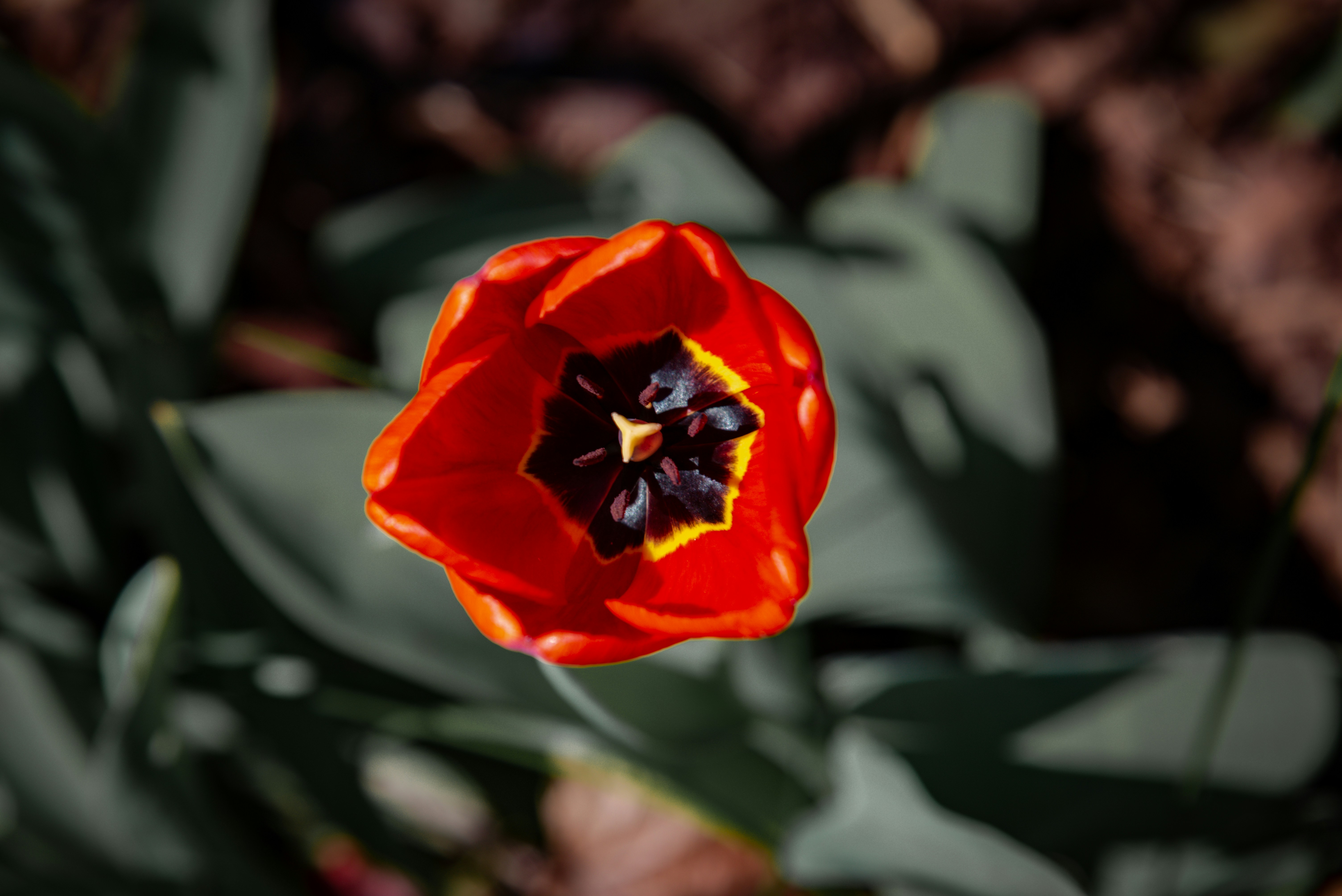 Crimson Bloom: A Tulip's Bold Expression