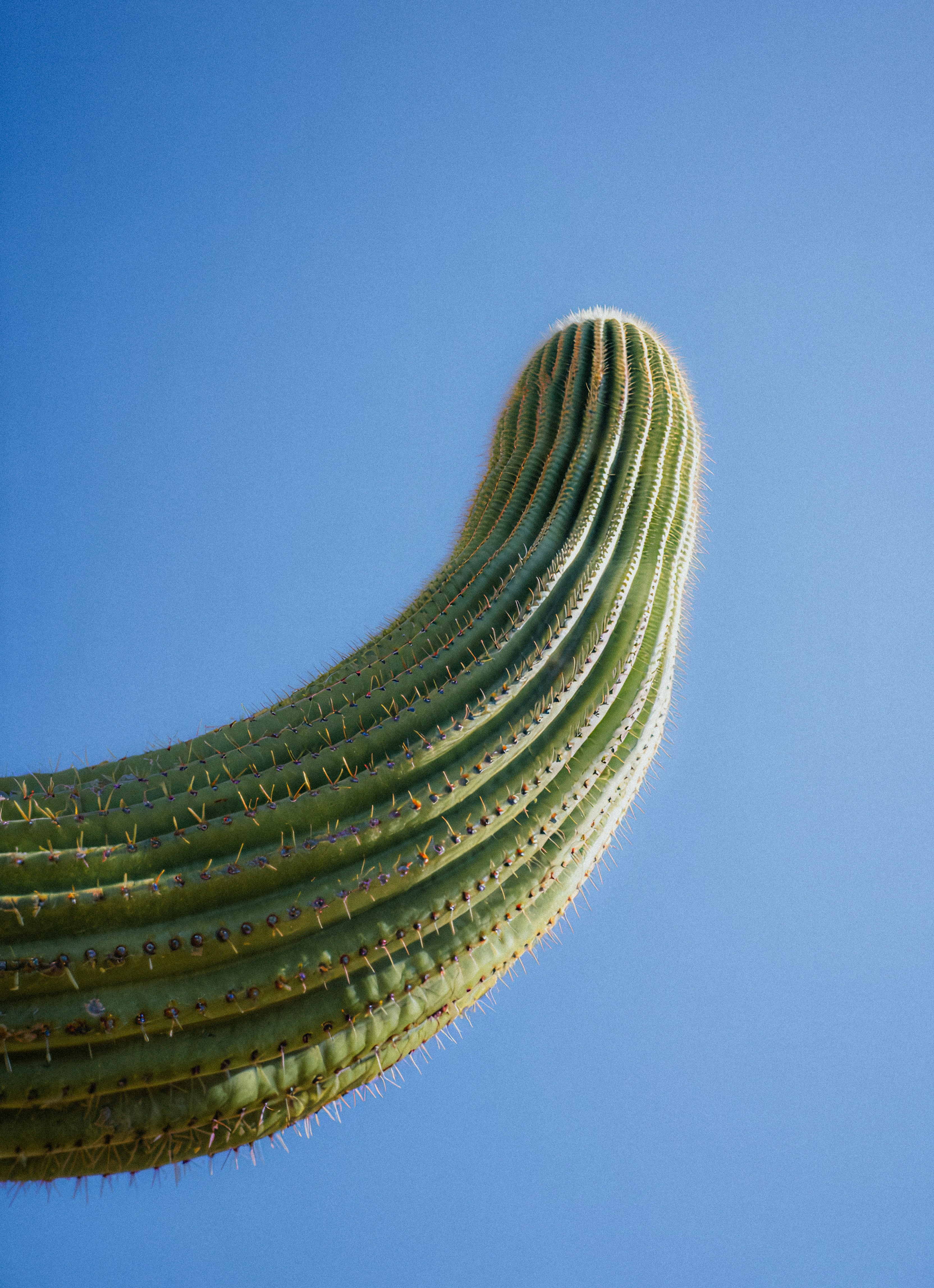 The Majestic Curvature of Nature's Sentinel