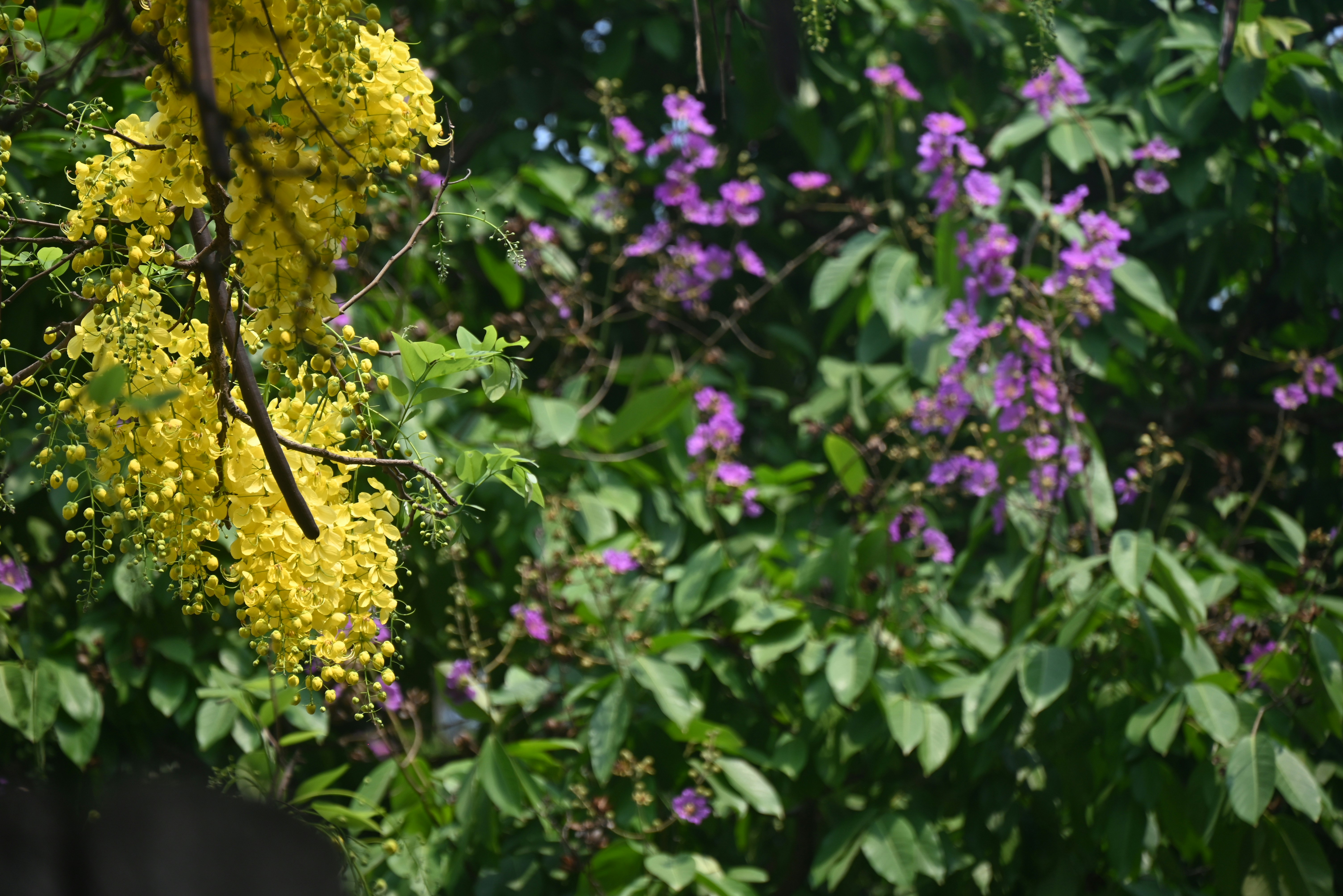 Golden Tassels Meet Violet Clusters in a Quiet Garden