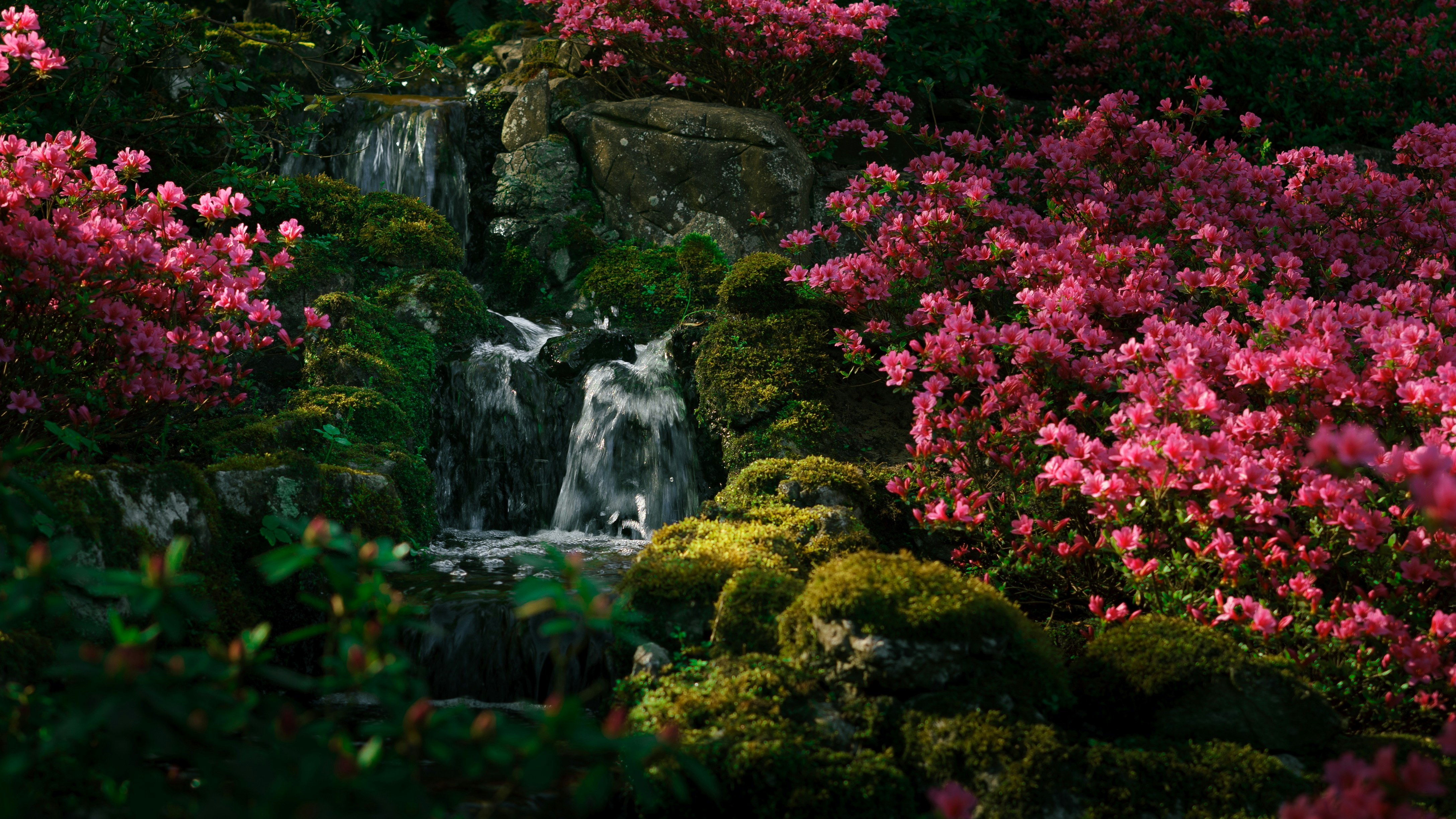 A waterfall flows through pink flowers. photo – Free Image on Unsplash