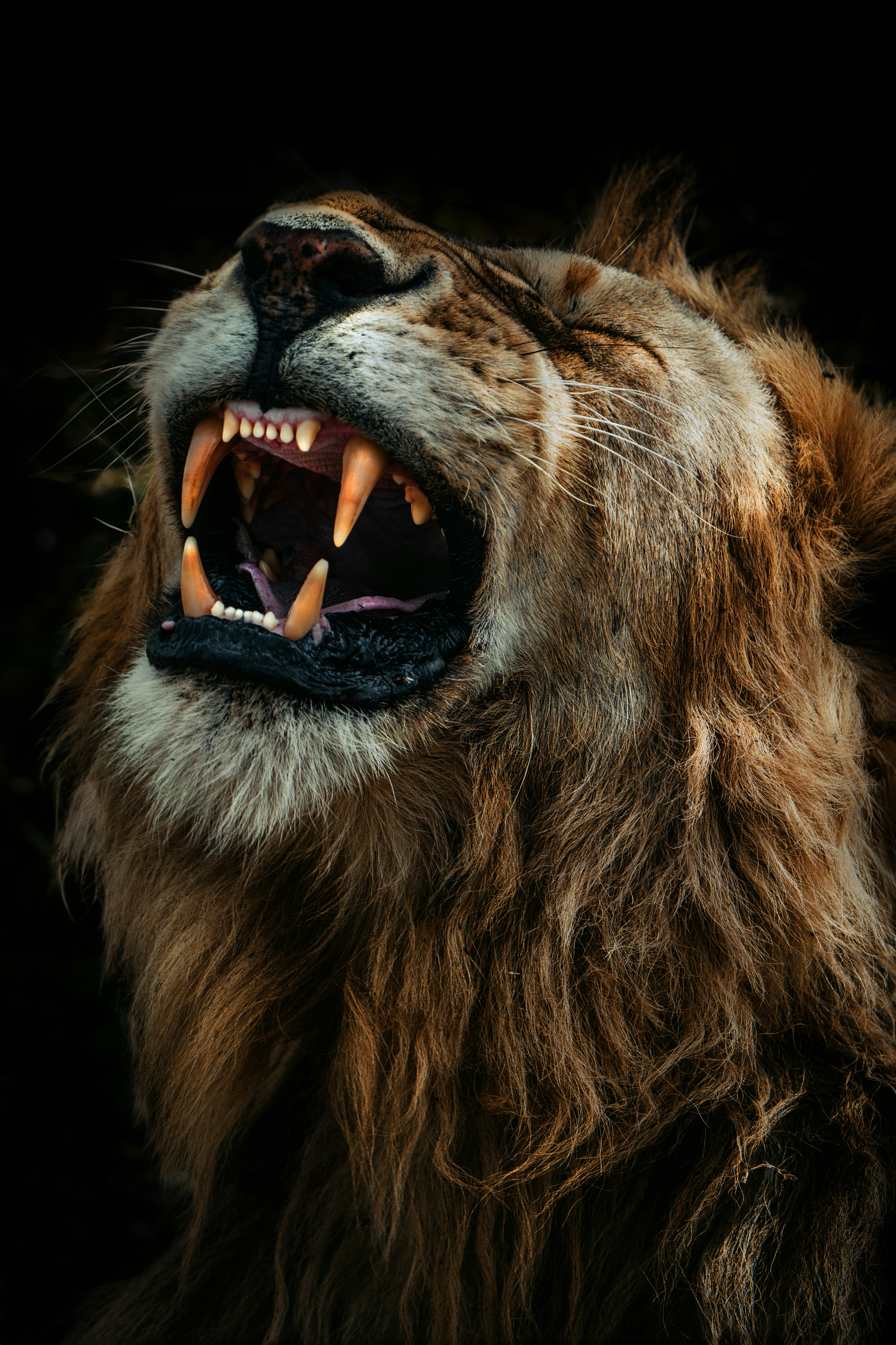 Le lion rugit férocement avec des dents visibles. photo – Image ...