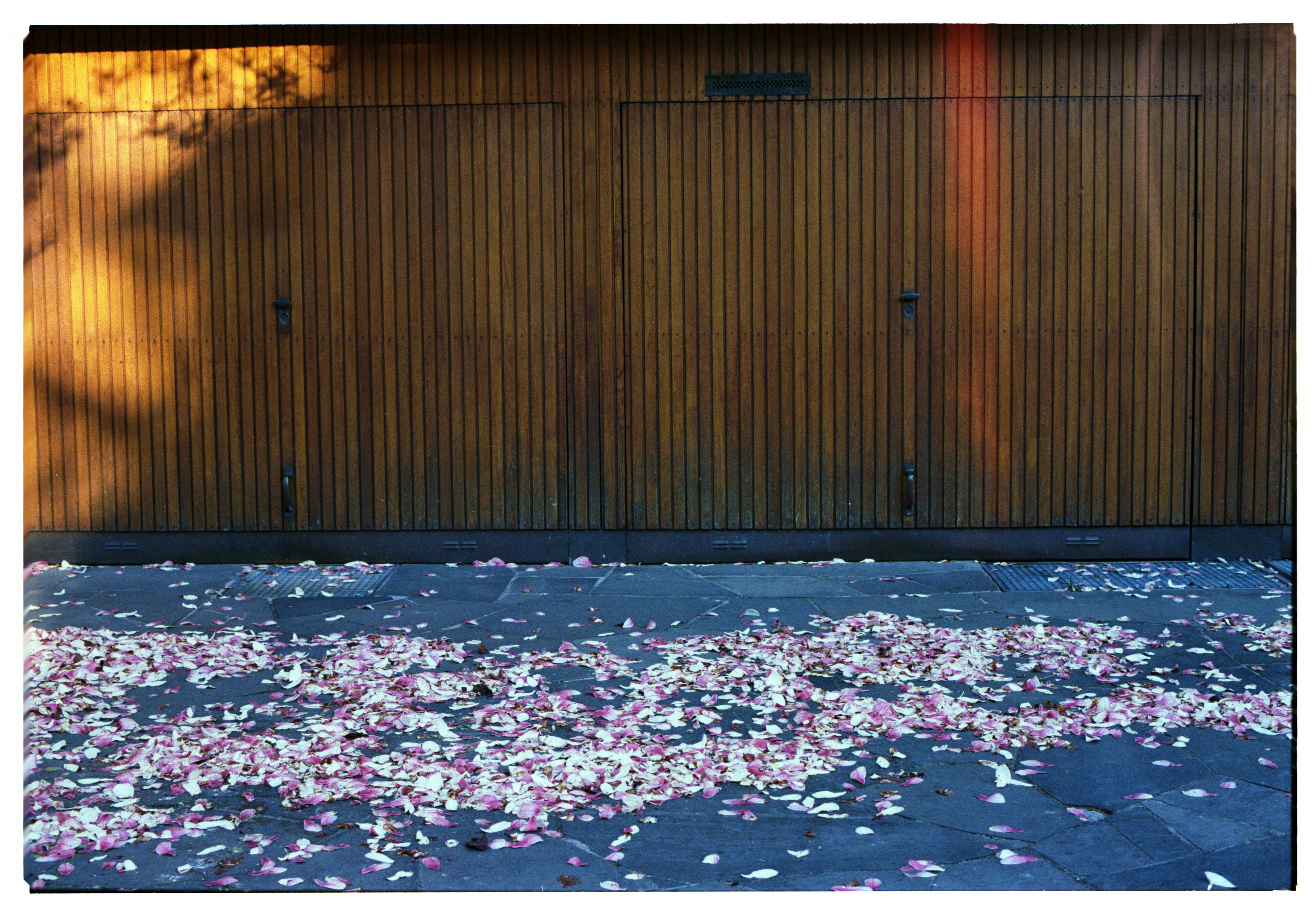 A vibrant scatter of rose petals on a pavement, contrasting against a warm wooden backdrop. The scene evokes a sense of tranquility and fleeting beauty.