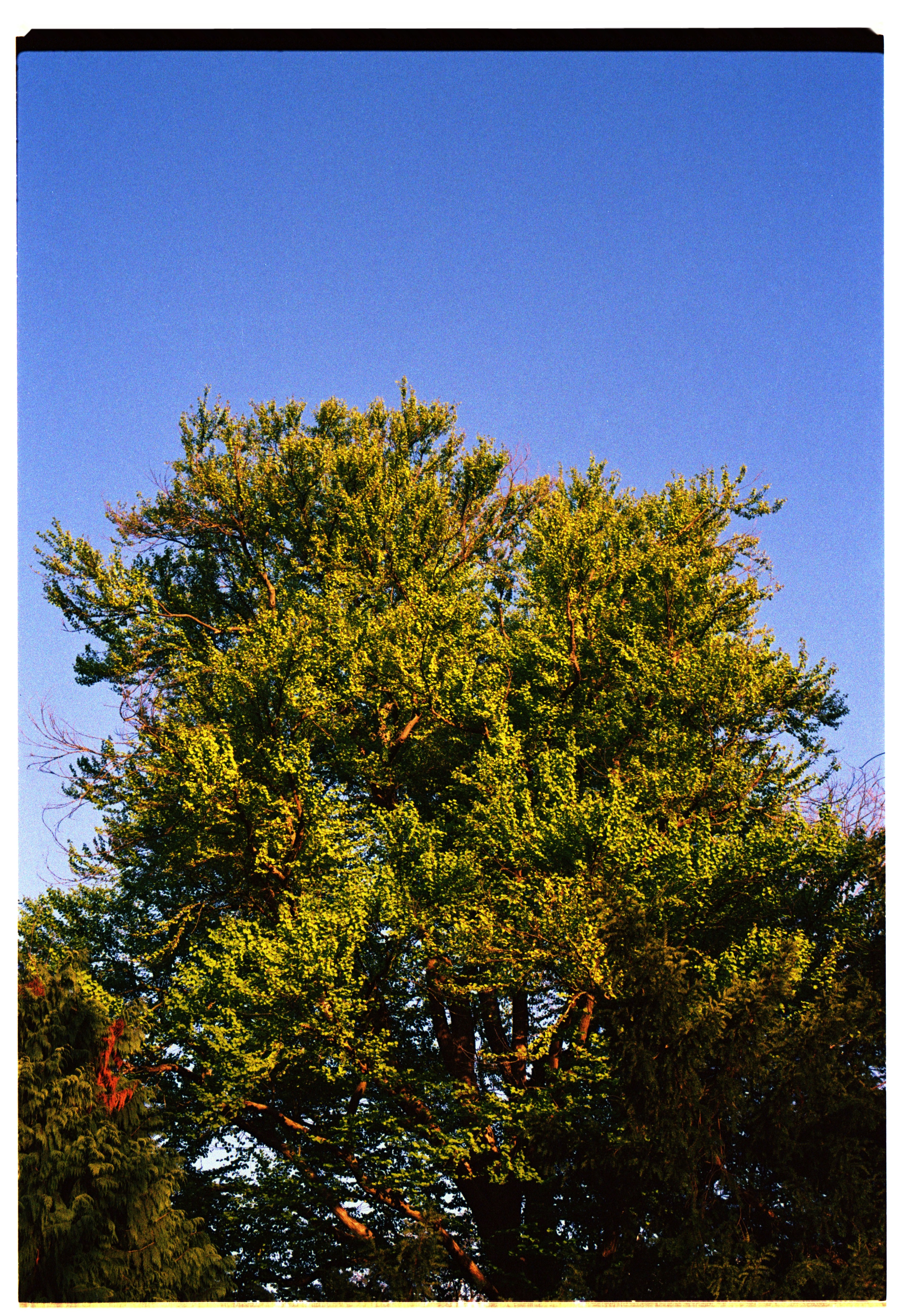 Green tree against a clear, blue sky. photo – Free Evening sun Image on ...