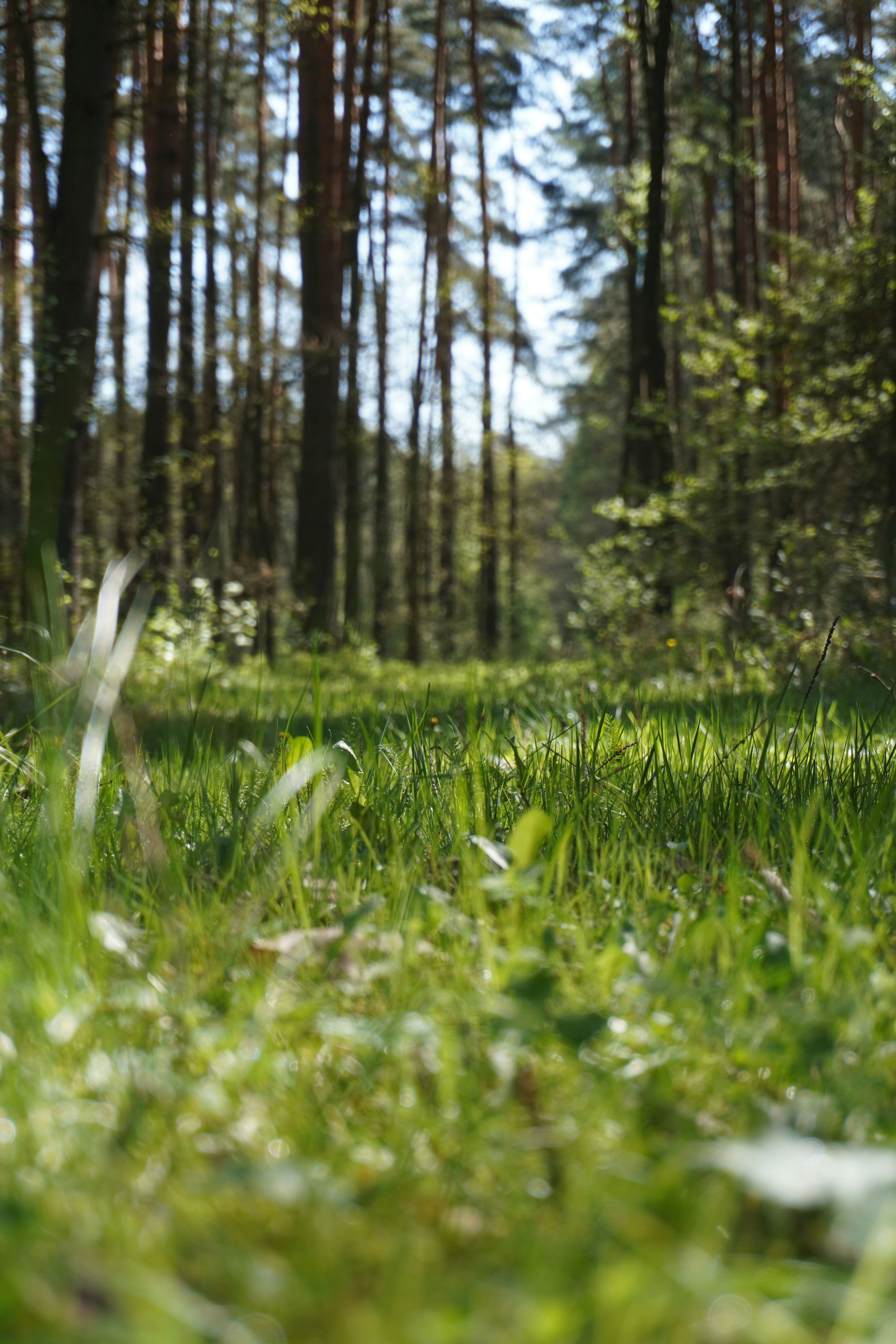 Morning Light Over a Quiet Forest Clearing