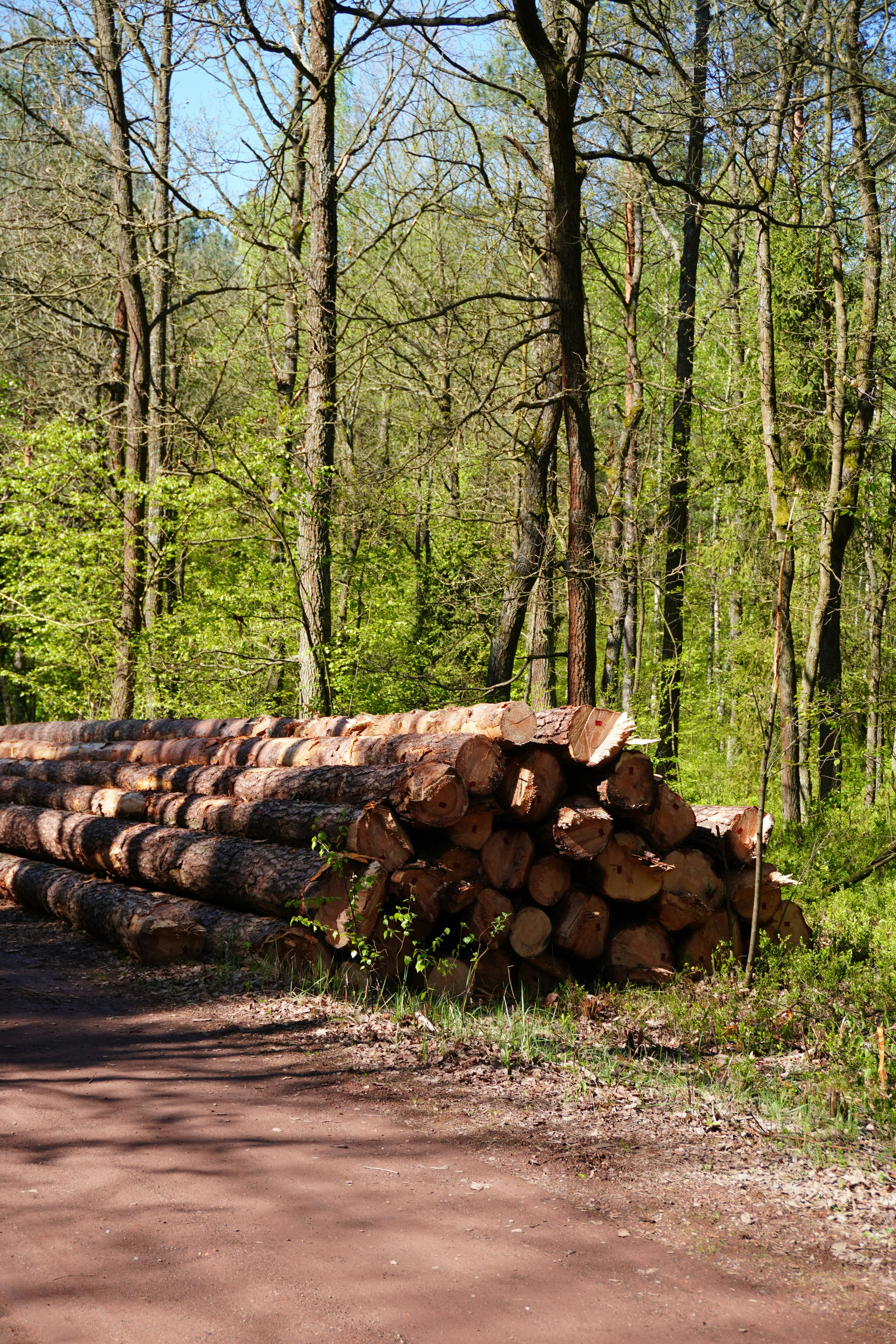 Nature's Timber Cache: A Woodland Rest Stop