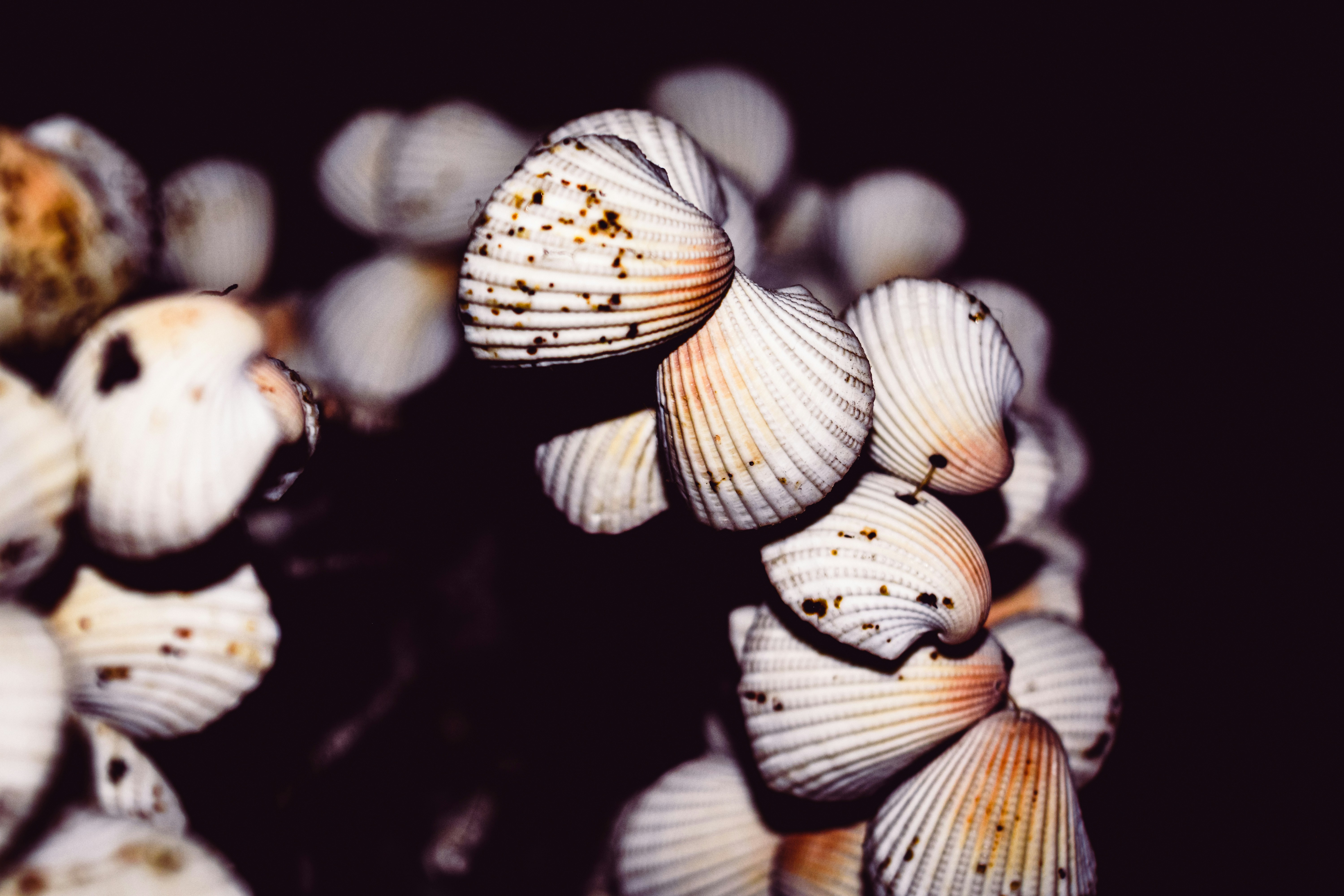 Whispers of the Shore: A Shell Symphony