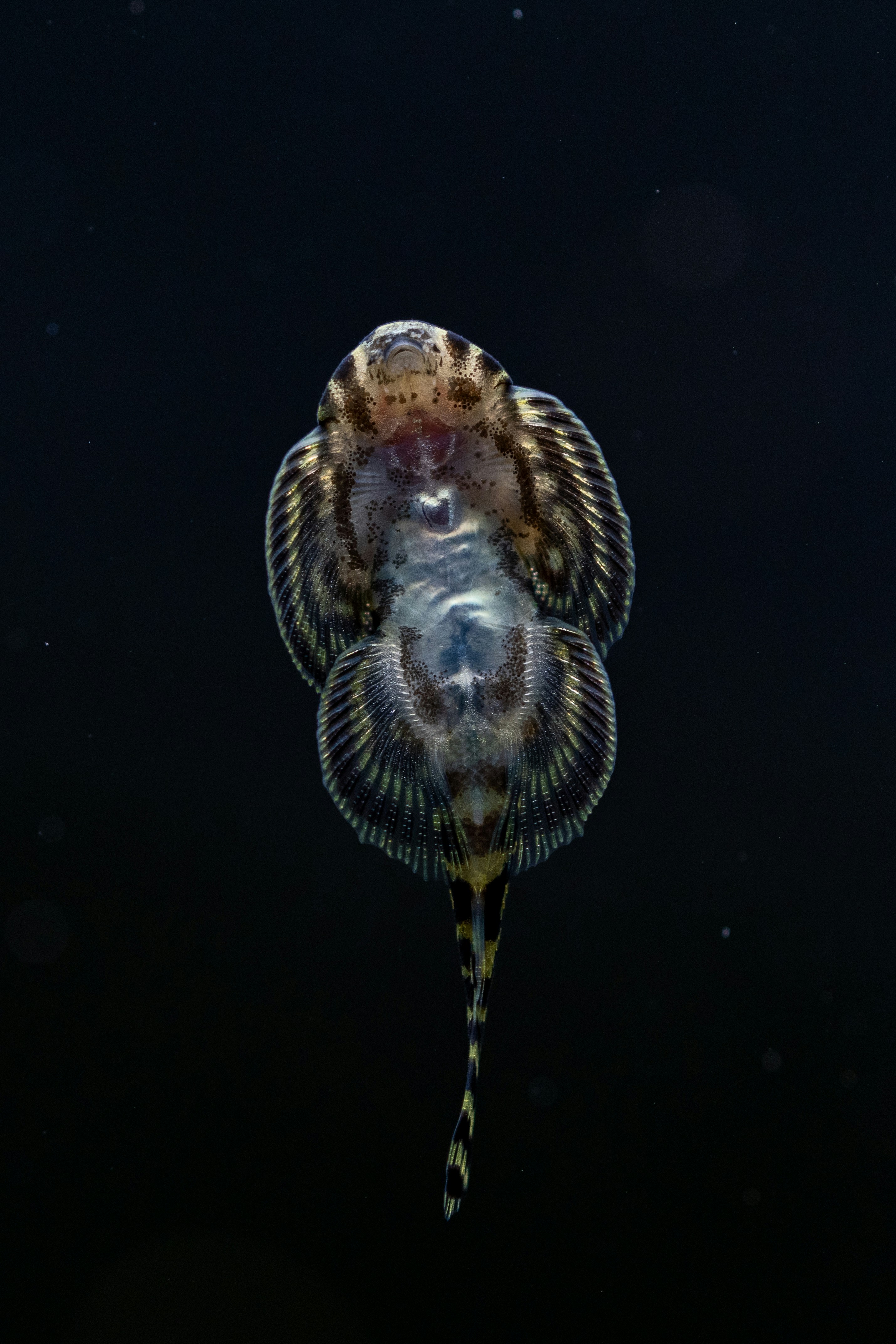 Moonlit Sailfin: A translucent ocean wanderer with ornate winged fins