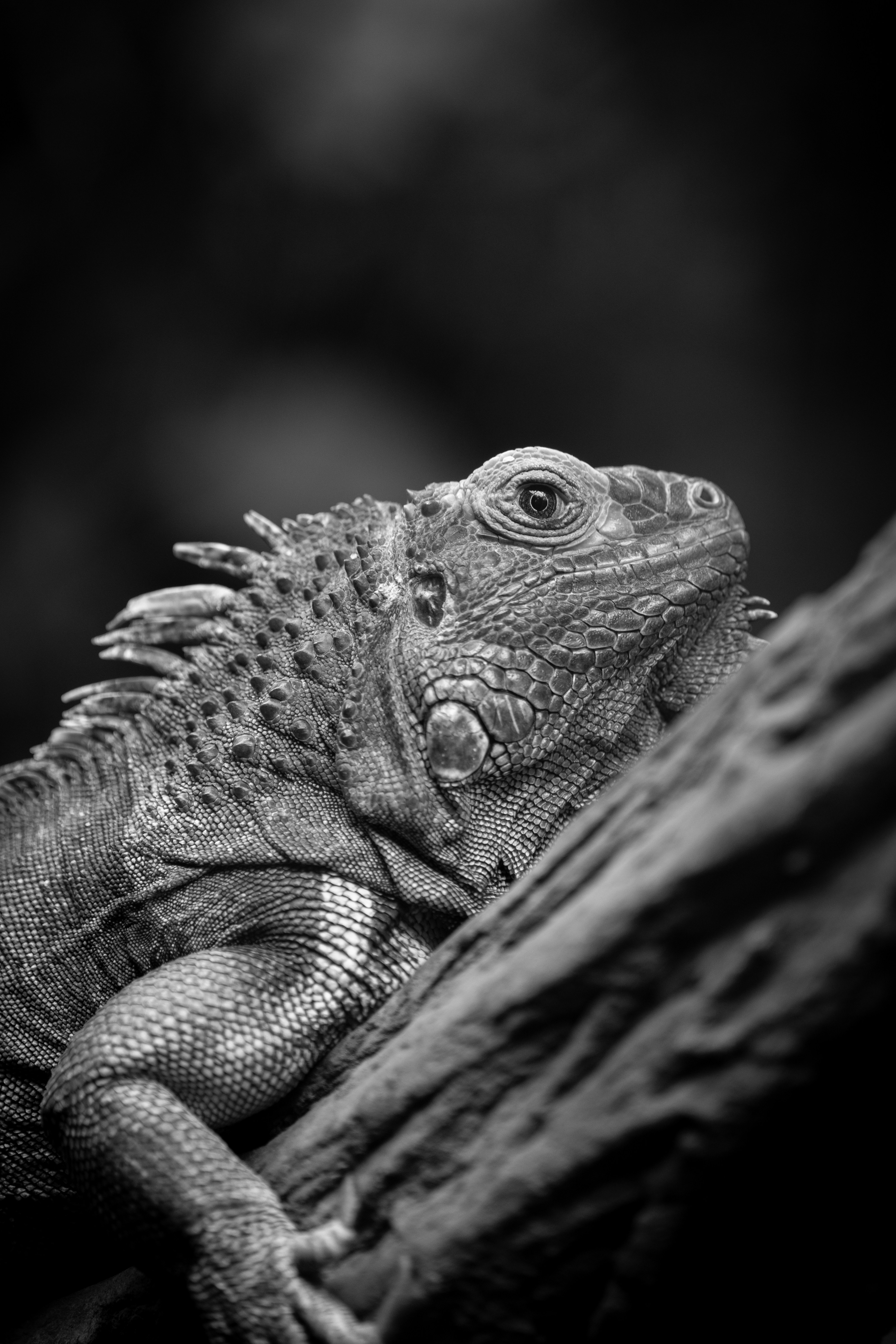 Monochrome Gaze: The Iguana's Armor Clinging to Weathered Bark