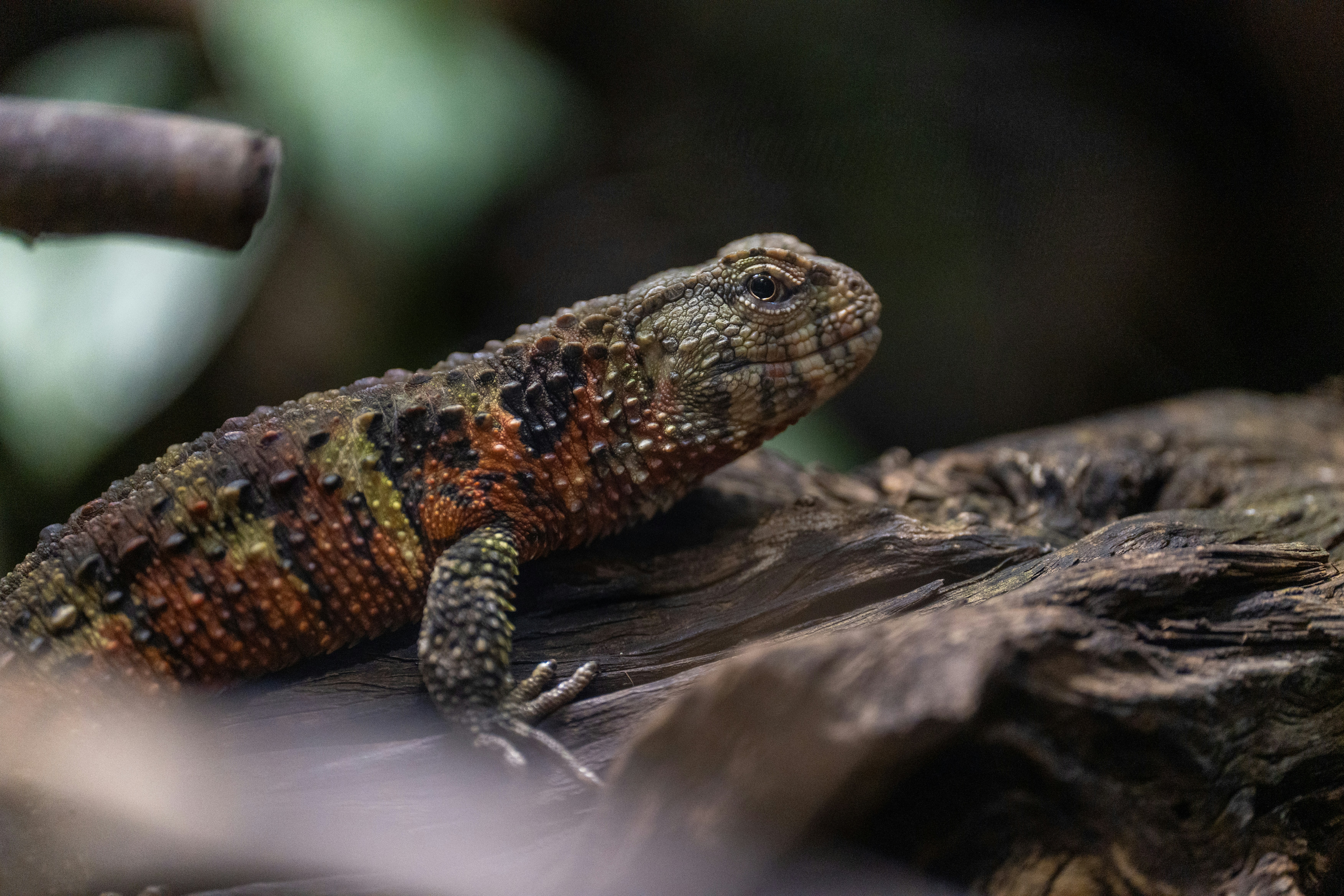 Rugged Lizard on Weathered Timber: Texture in Dappled Forest Light