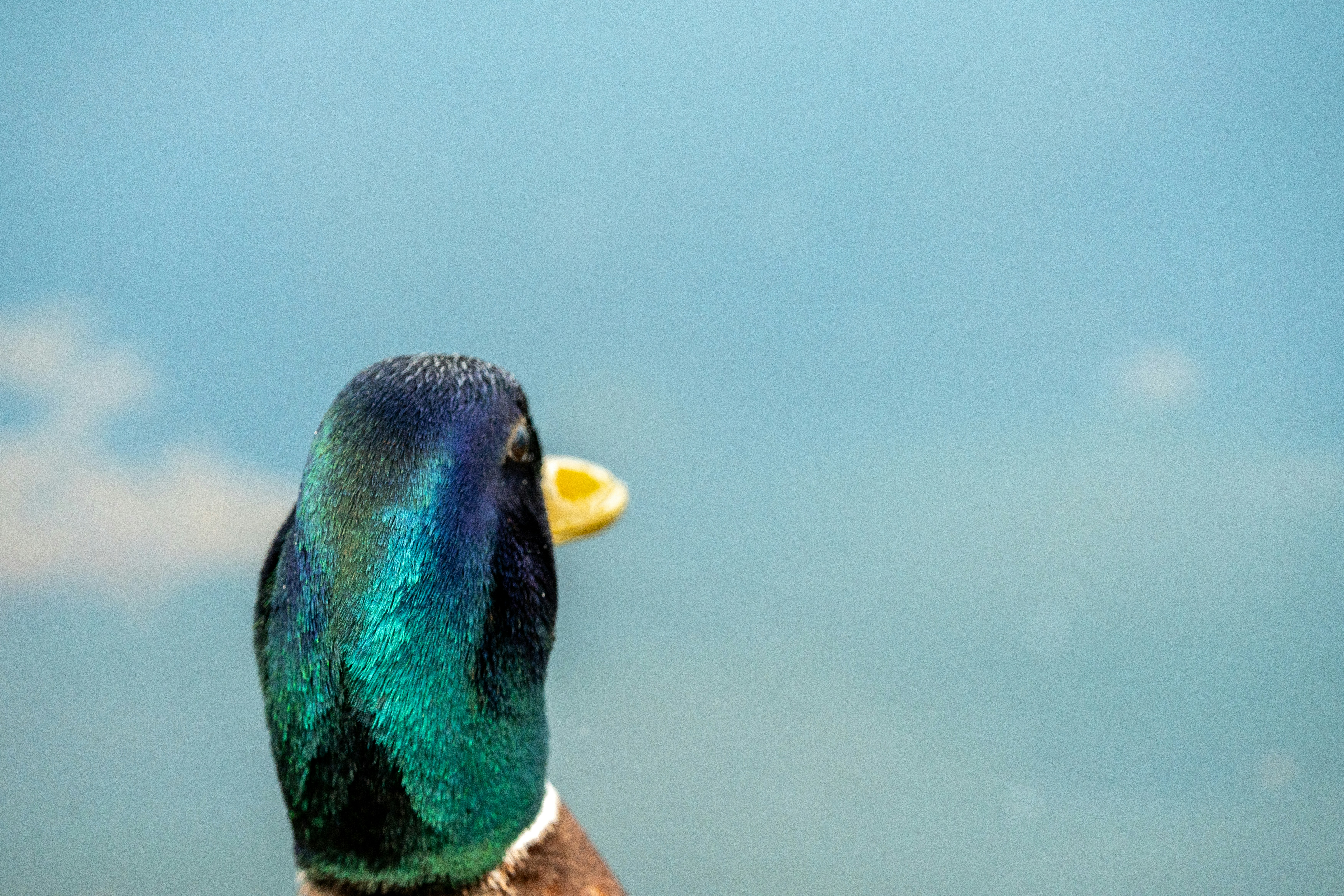 Iridescent Mallard Head Close-Up Against Calm Azure Water