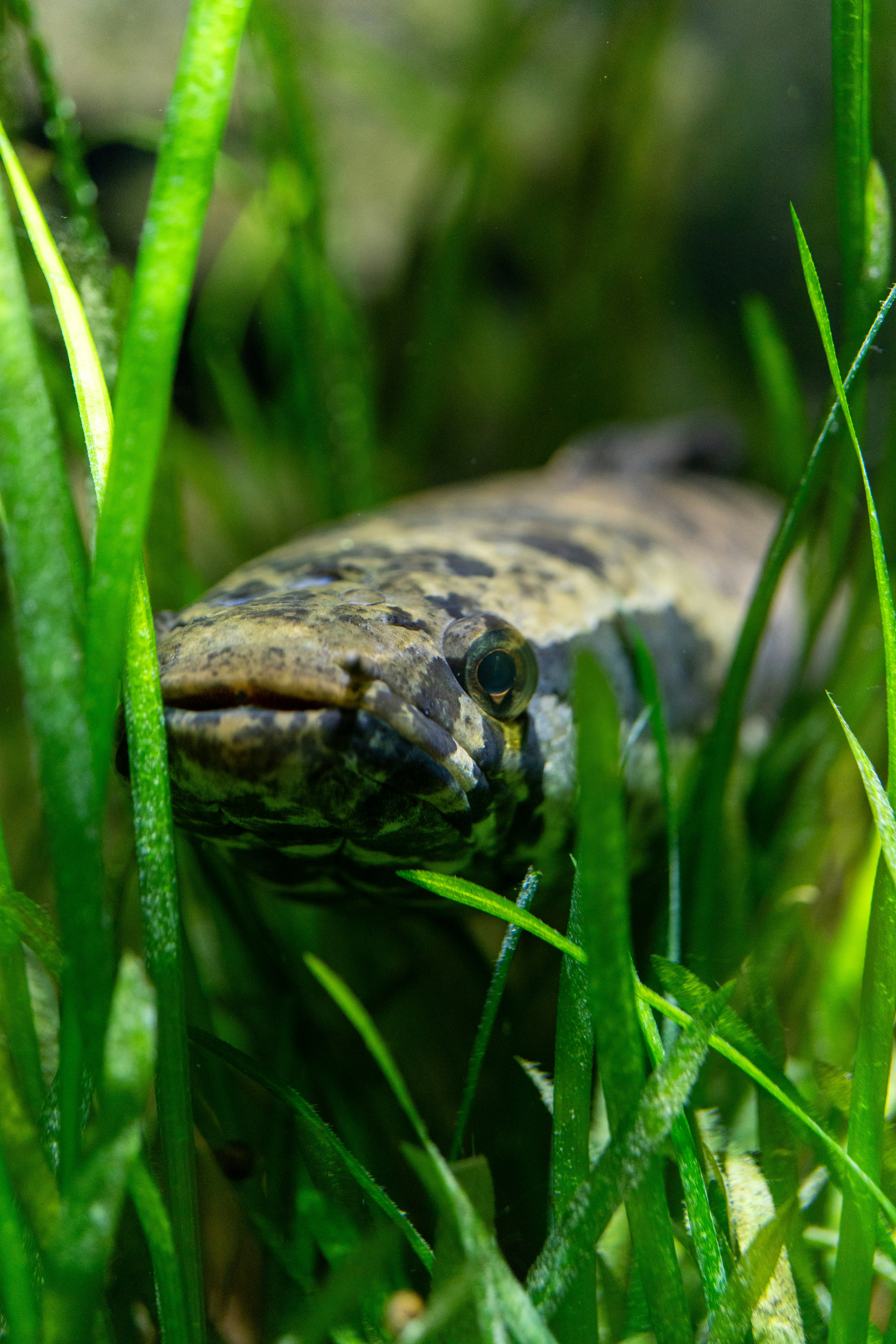 Through the Green Veil: Macro Portrait of a Camouflaged Grass Snake