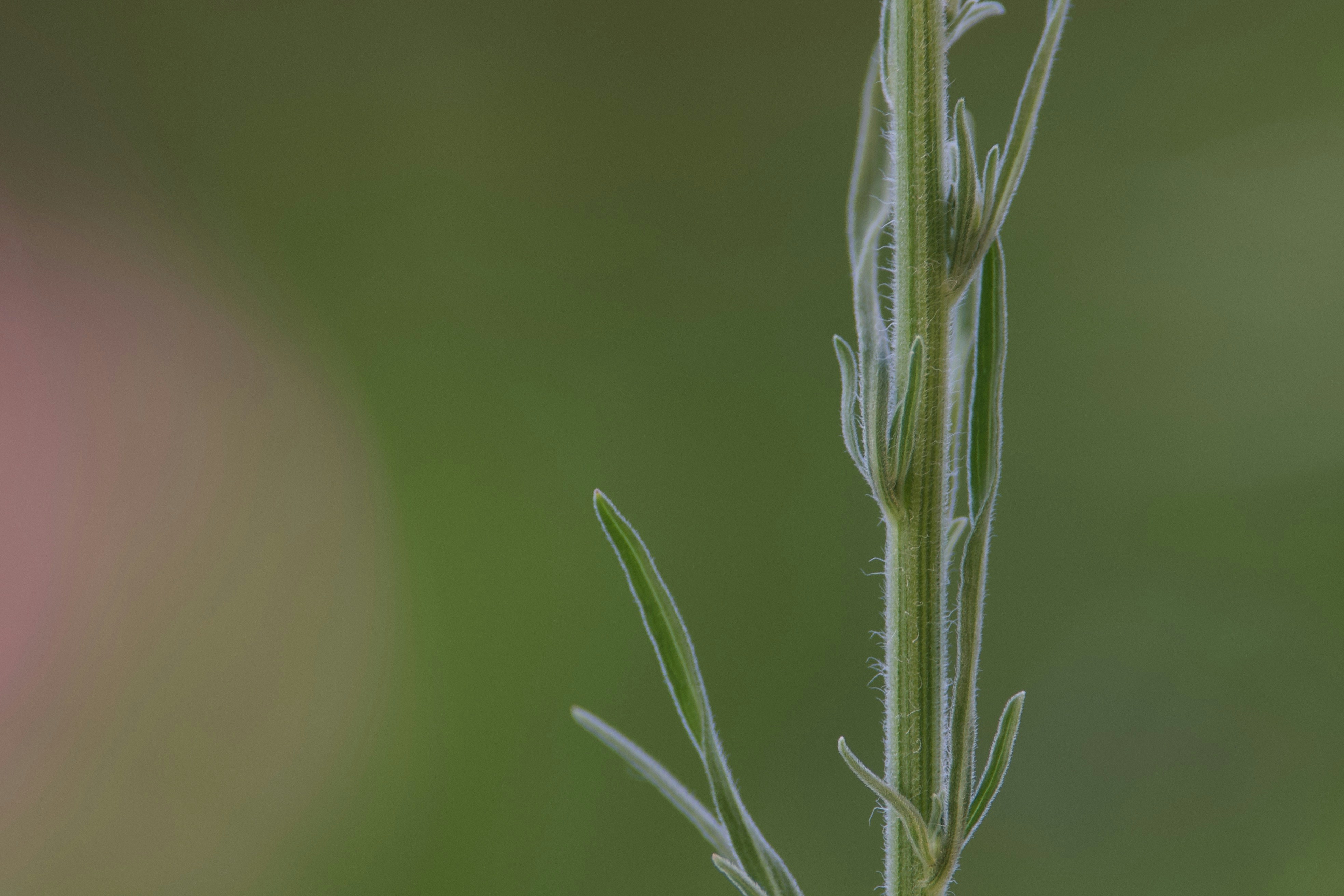 Gros plan sur la tige et les feuilles d’une plante. photo – Image ...