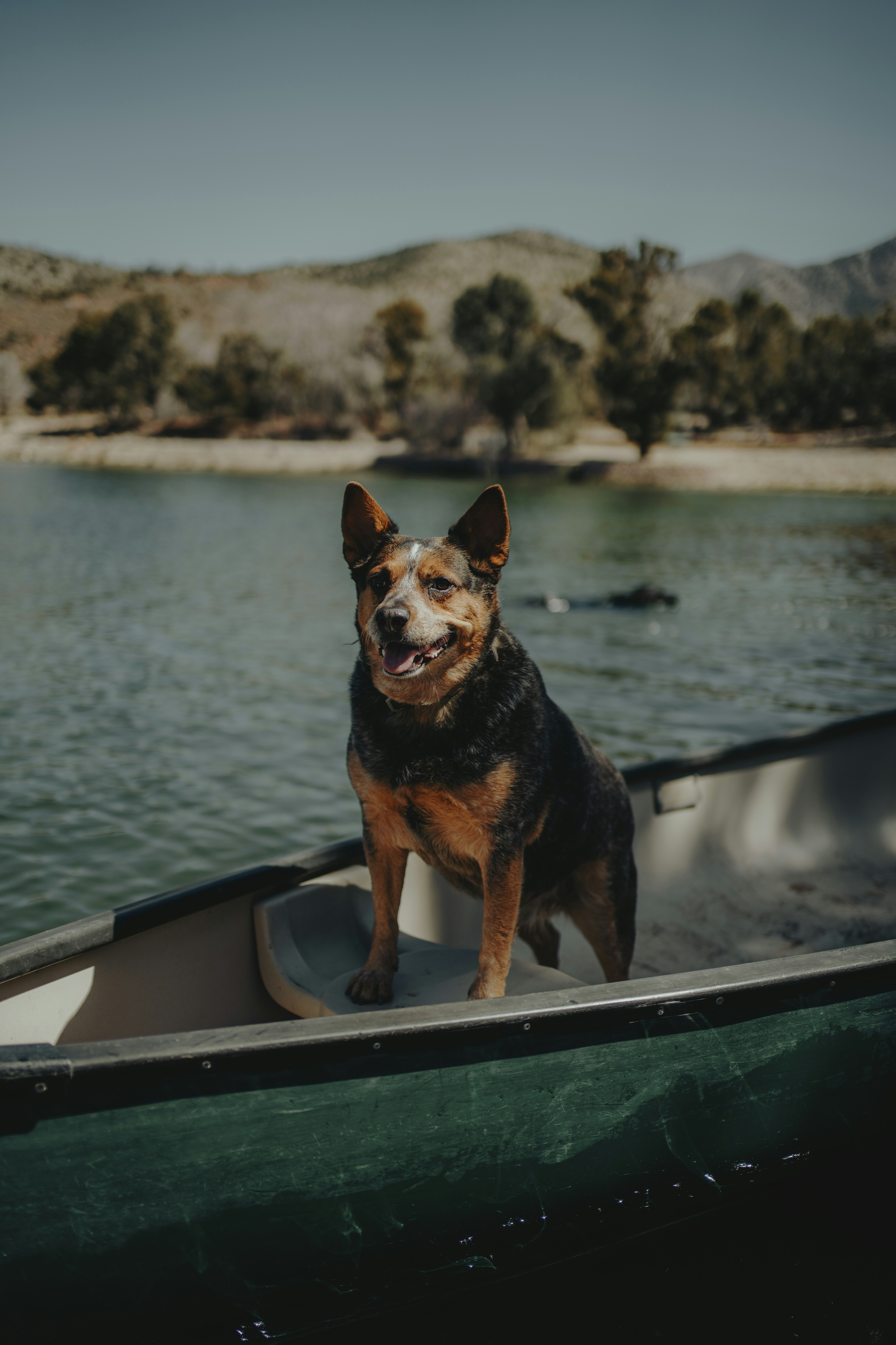 Bow Guardian at Emerald Lake: A Dog Poses on a Green Boat