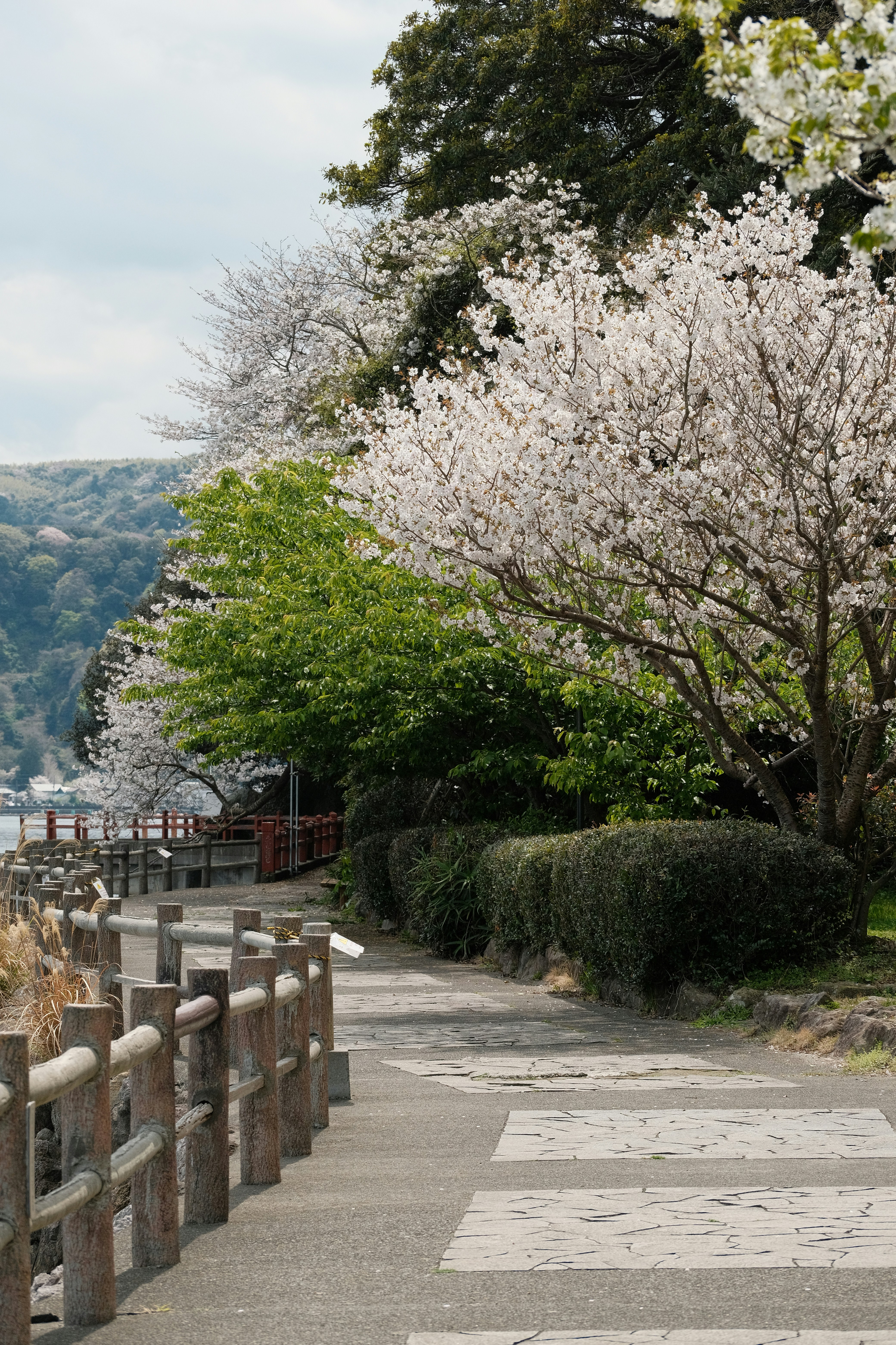 Cherry Blossom Corridor Along a Serene Riverside Path