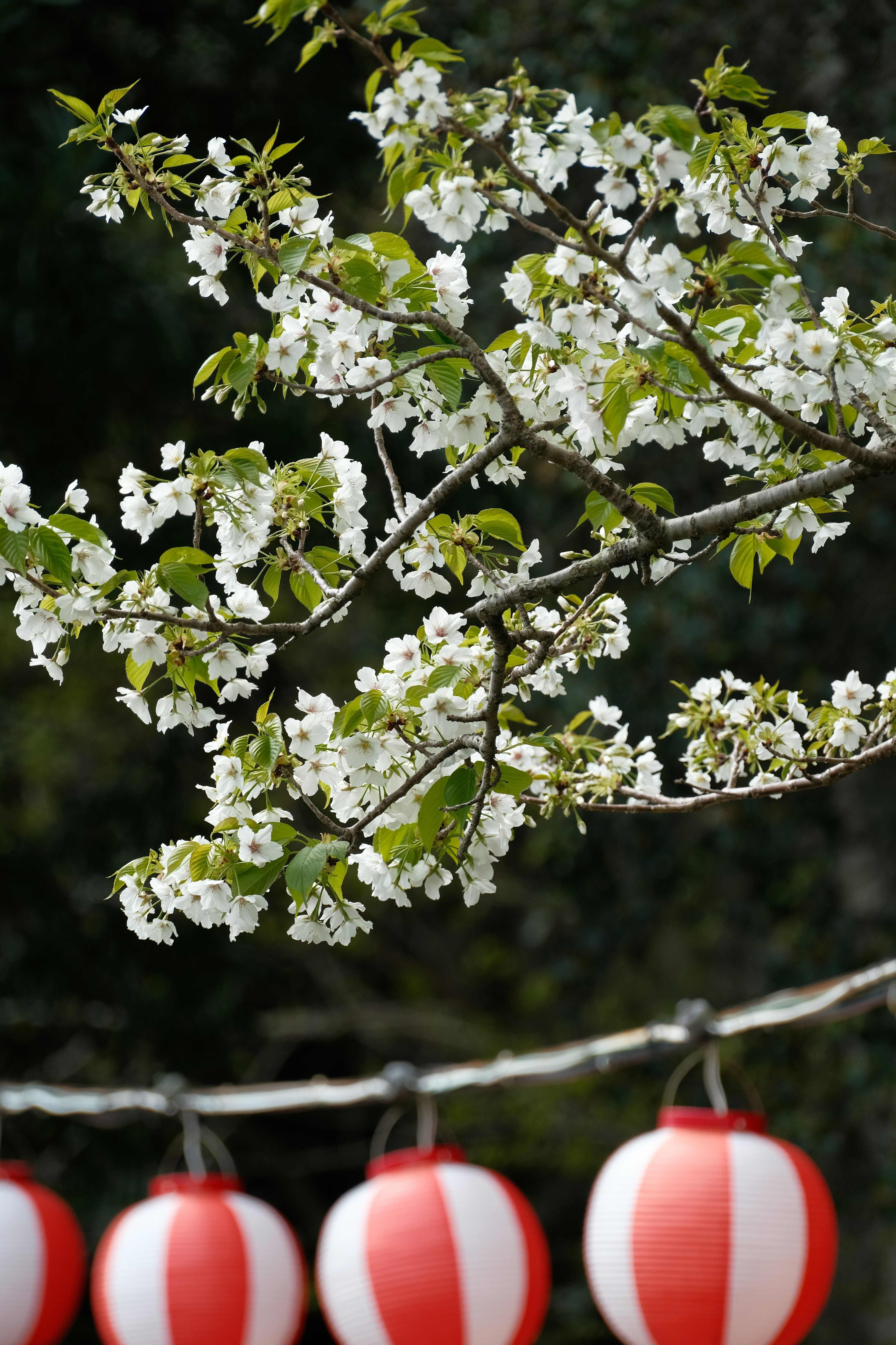 Whispers of Spring: White Blossoms Framing Red Lanterns