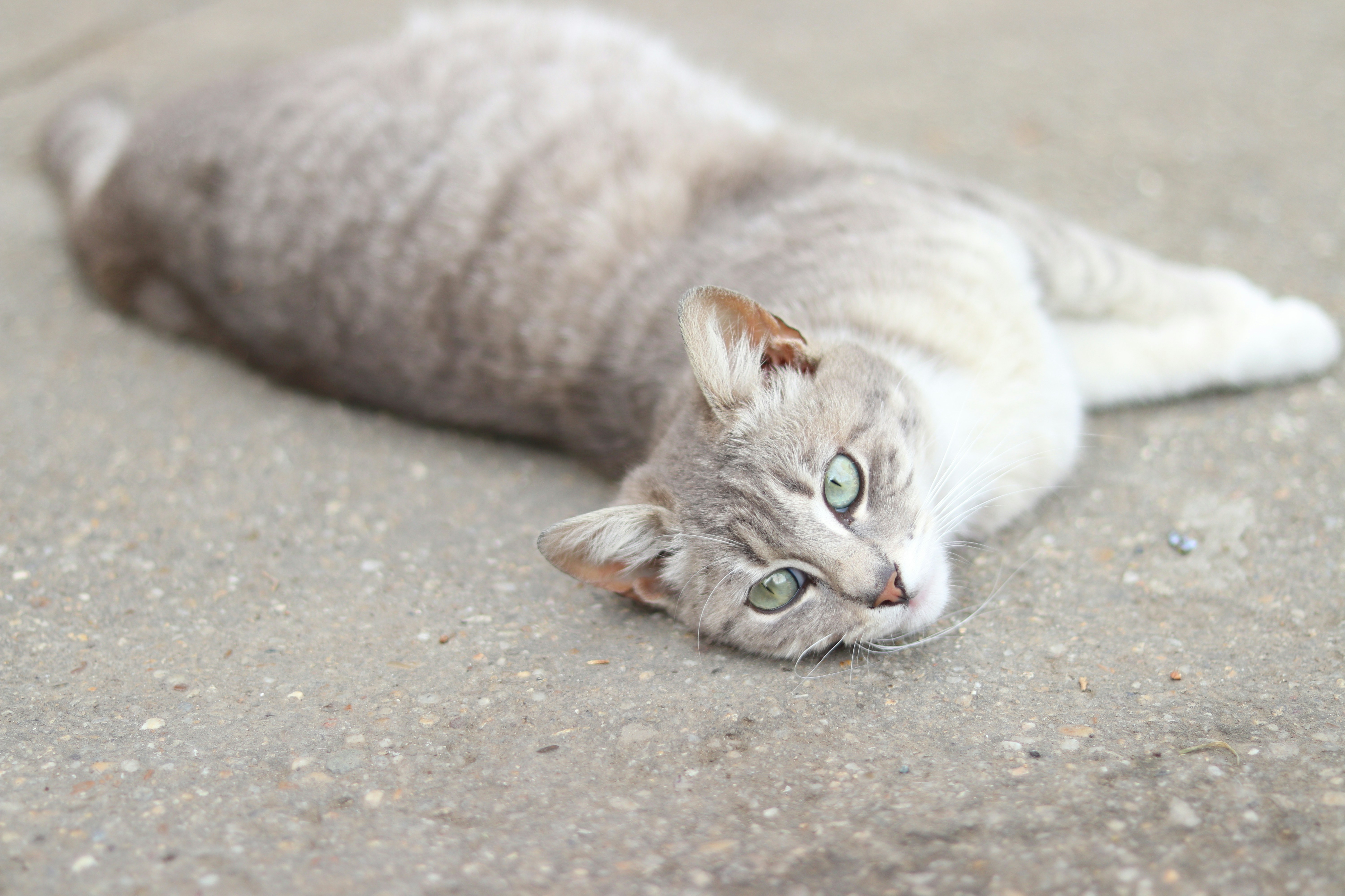 Gravel and Gaze: A Gray Cat Reposes Under Soft Light