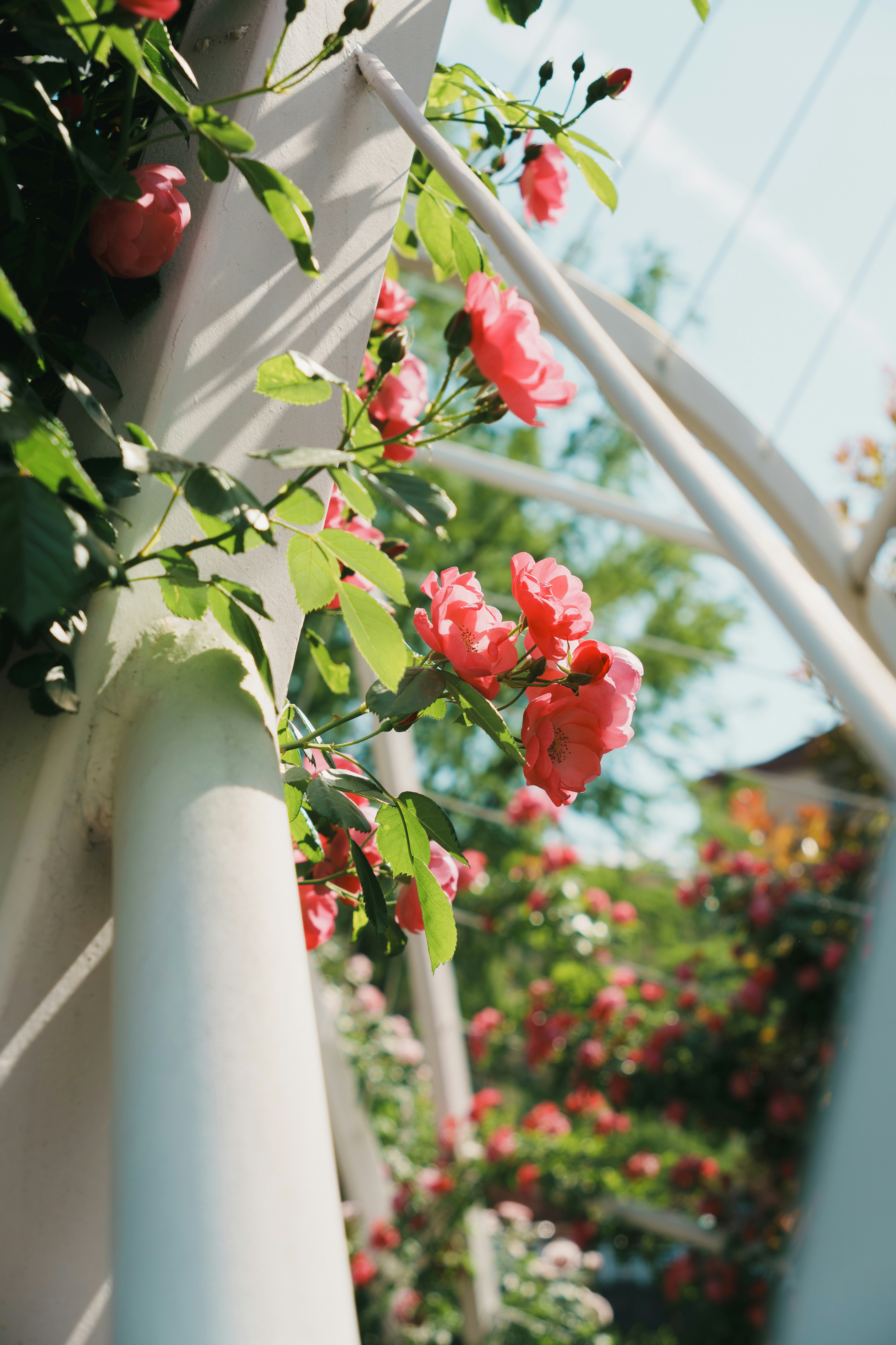 Vine-Cloaked Arch: Pink Roses Framing Sunlit Steel