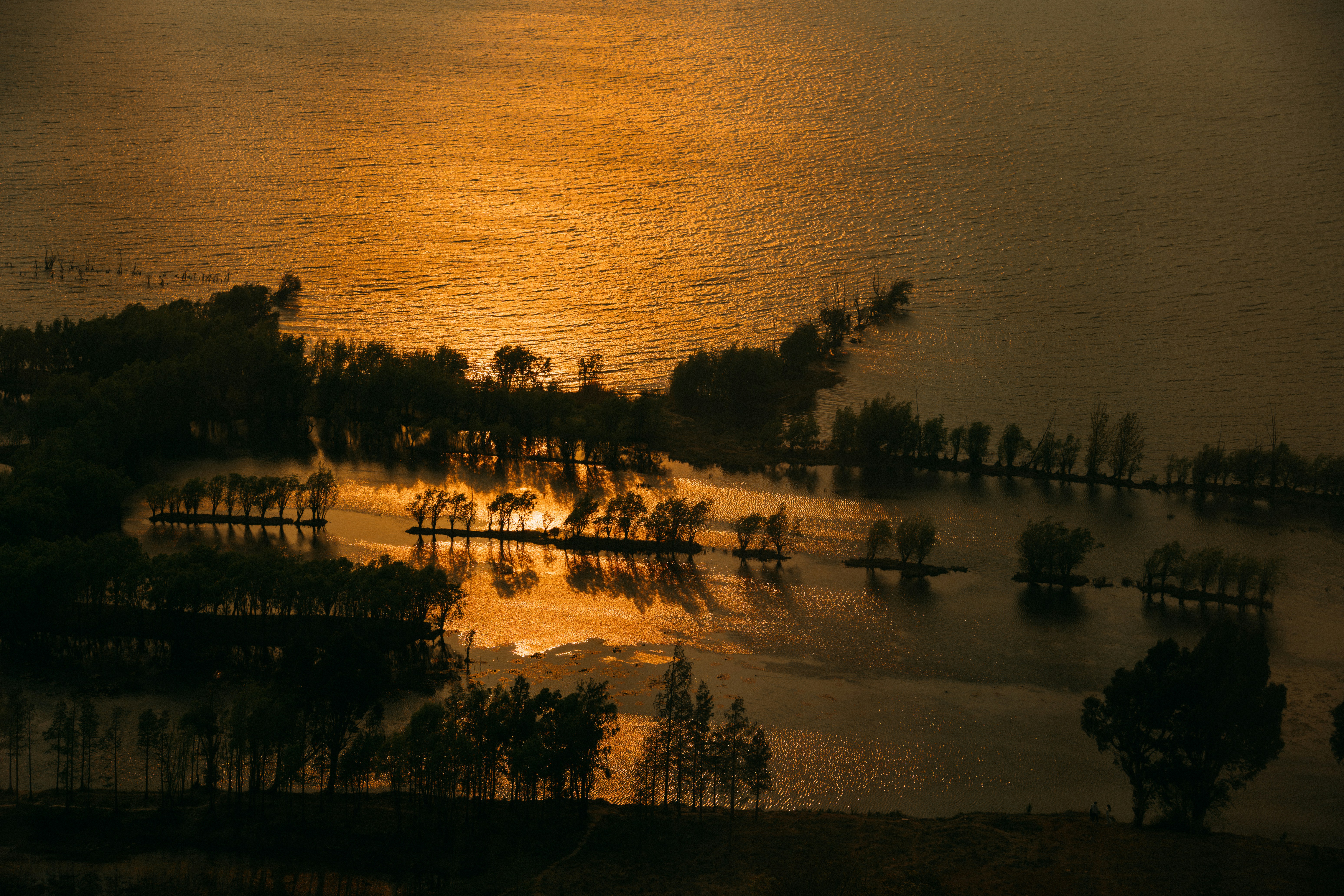 Amber Seascape: Drowned Trees at Golden Hour